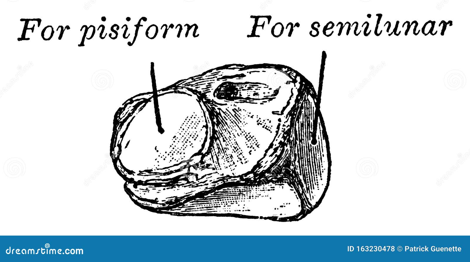 Cuneiform Bone, Vintage Illustration | CartoonDealer.com #163230478