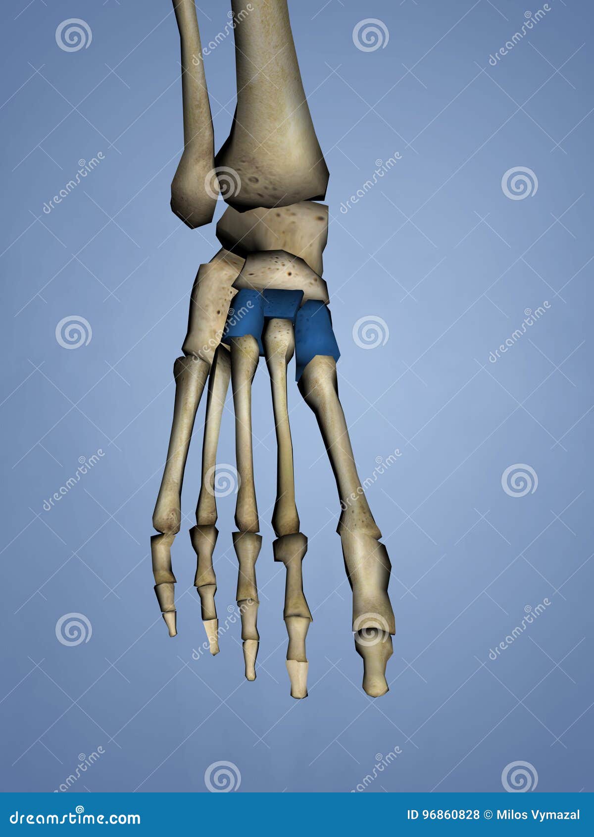 Cuneiform Bones, 3D Model stock illustration. Illustration of foot ...