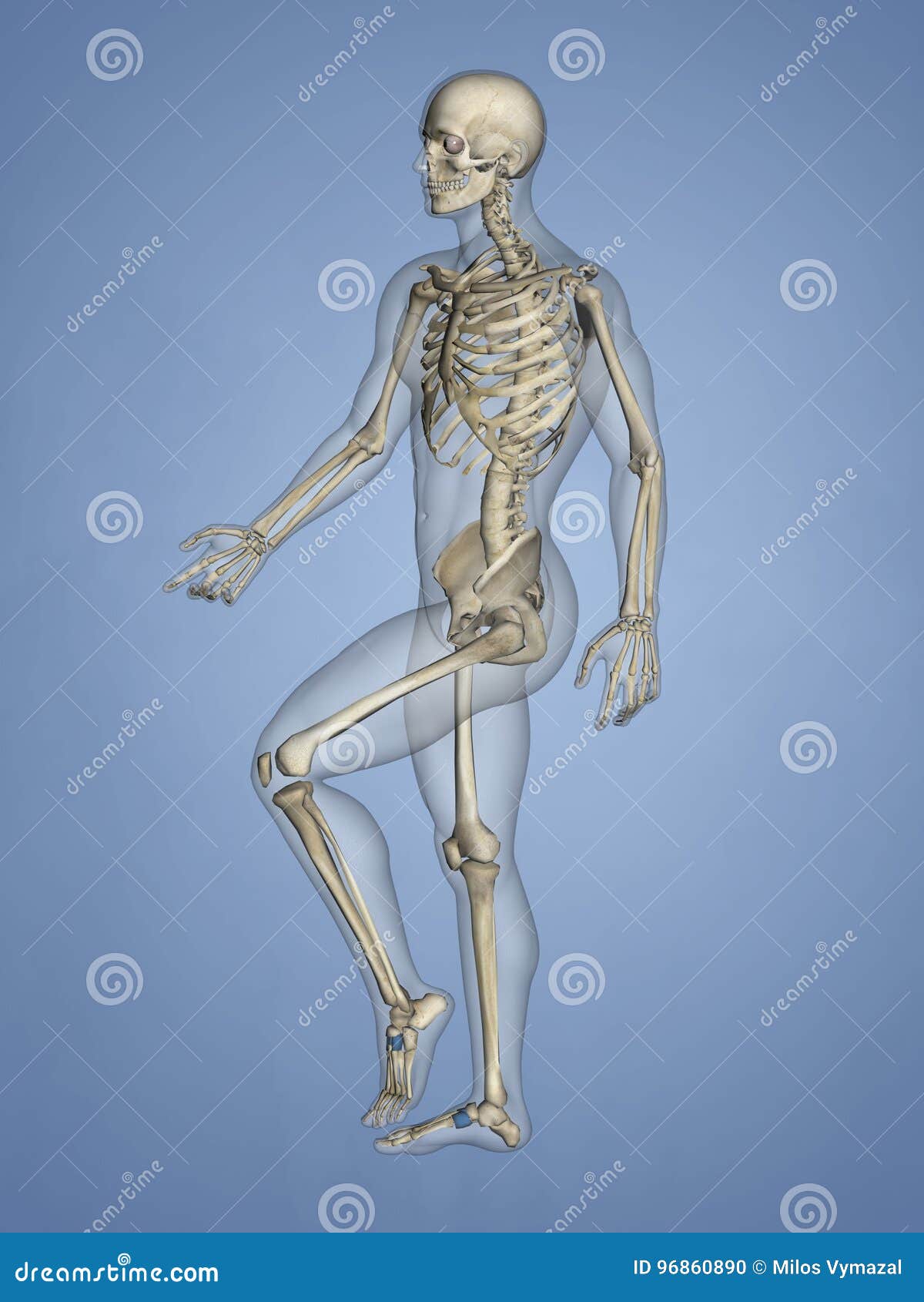 Cuneiform Bones, 3D Model Stock Photography | CartoonDealer.com #96860828