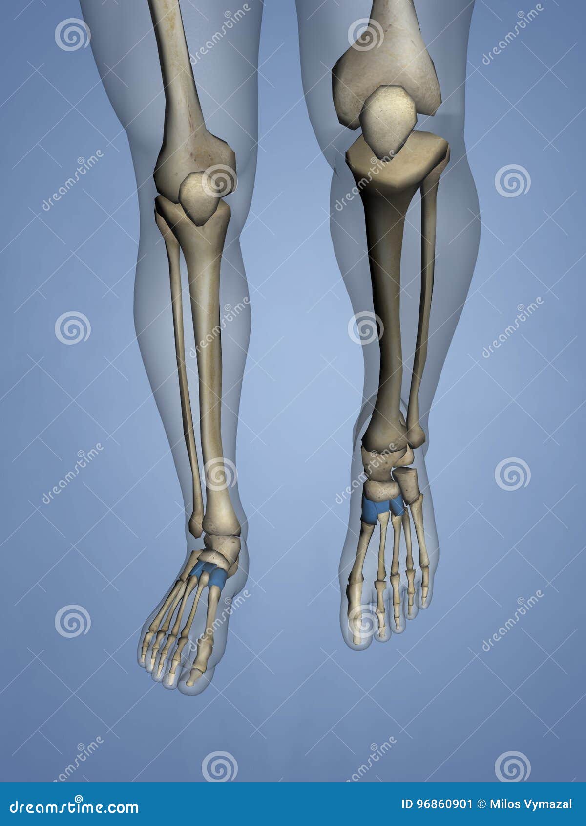 Cuneiform Bones, 3D Model Royalty-Free Stock Photo | CartoonDealer.com ...