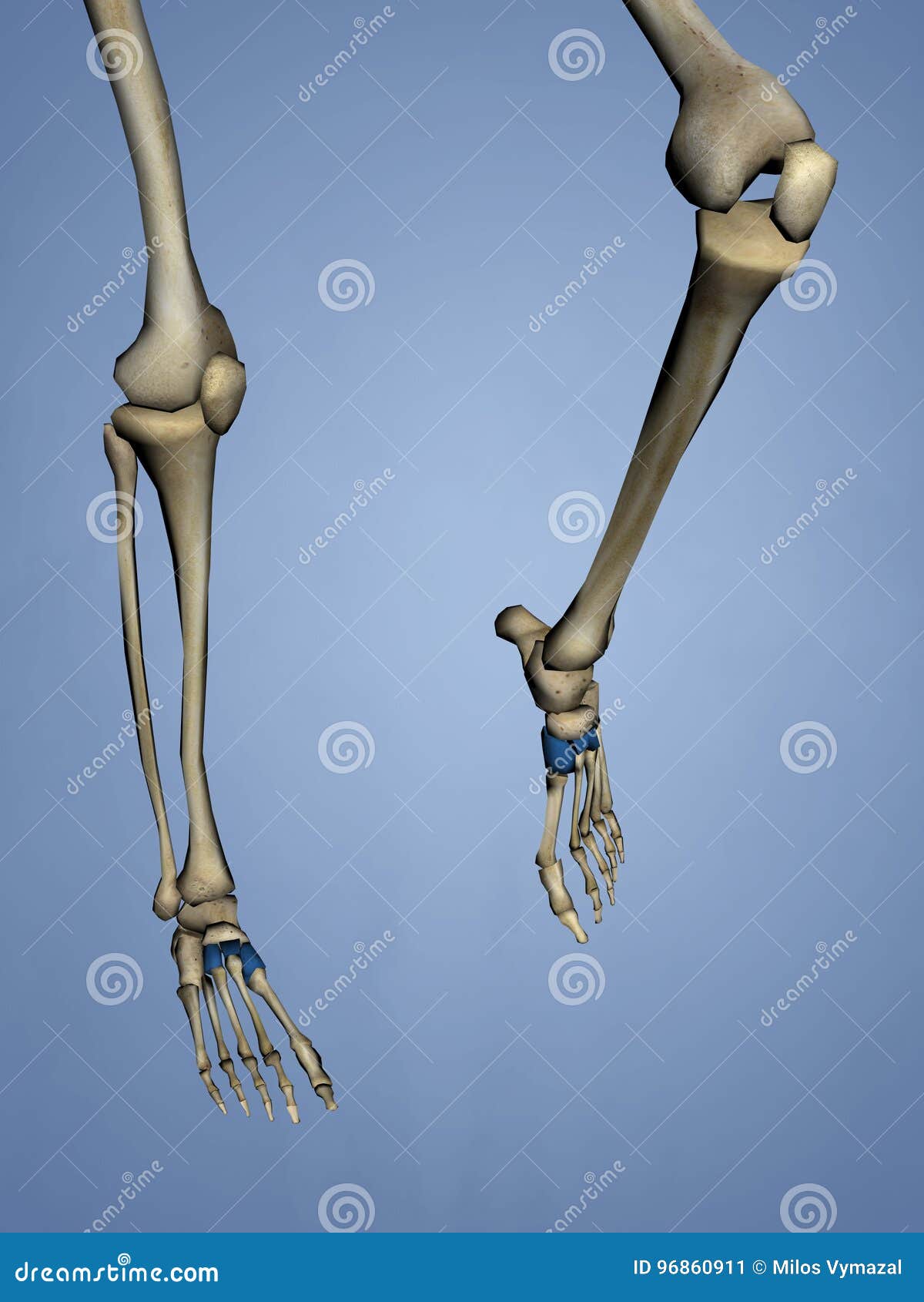 Cuneiform Bones, 3D Model Stock Image | CartoonDealer.com #96860911