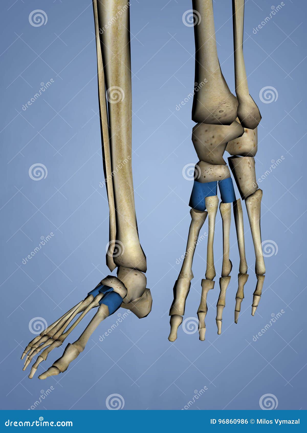 Cuneiform Bones, 3D Model stock illustration. Illustration of skeleton ...