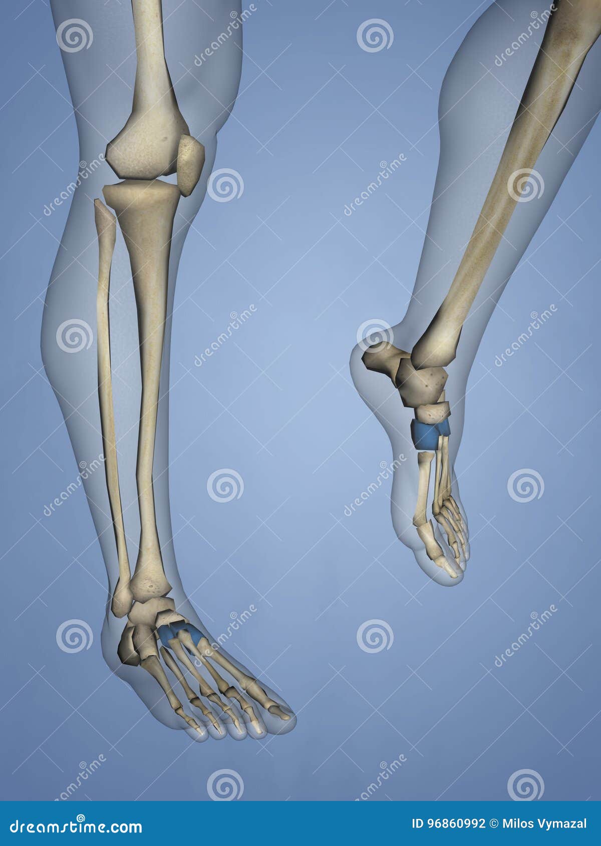 Cuneiform Bones, 3D Model stock illustration. Illustration of cuneiform ...