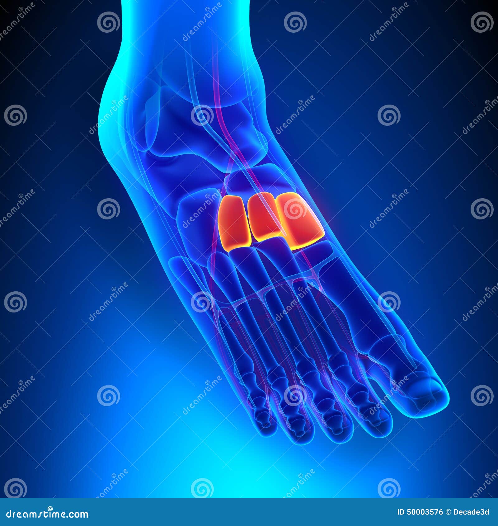 Cuneiforms Bones Anatomy With Circulatory System Stock Photography ...