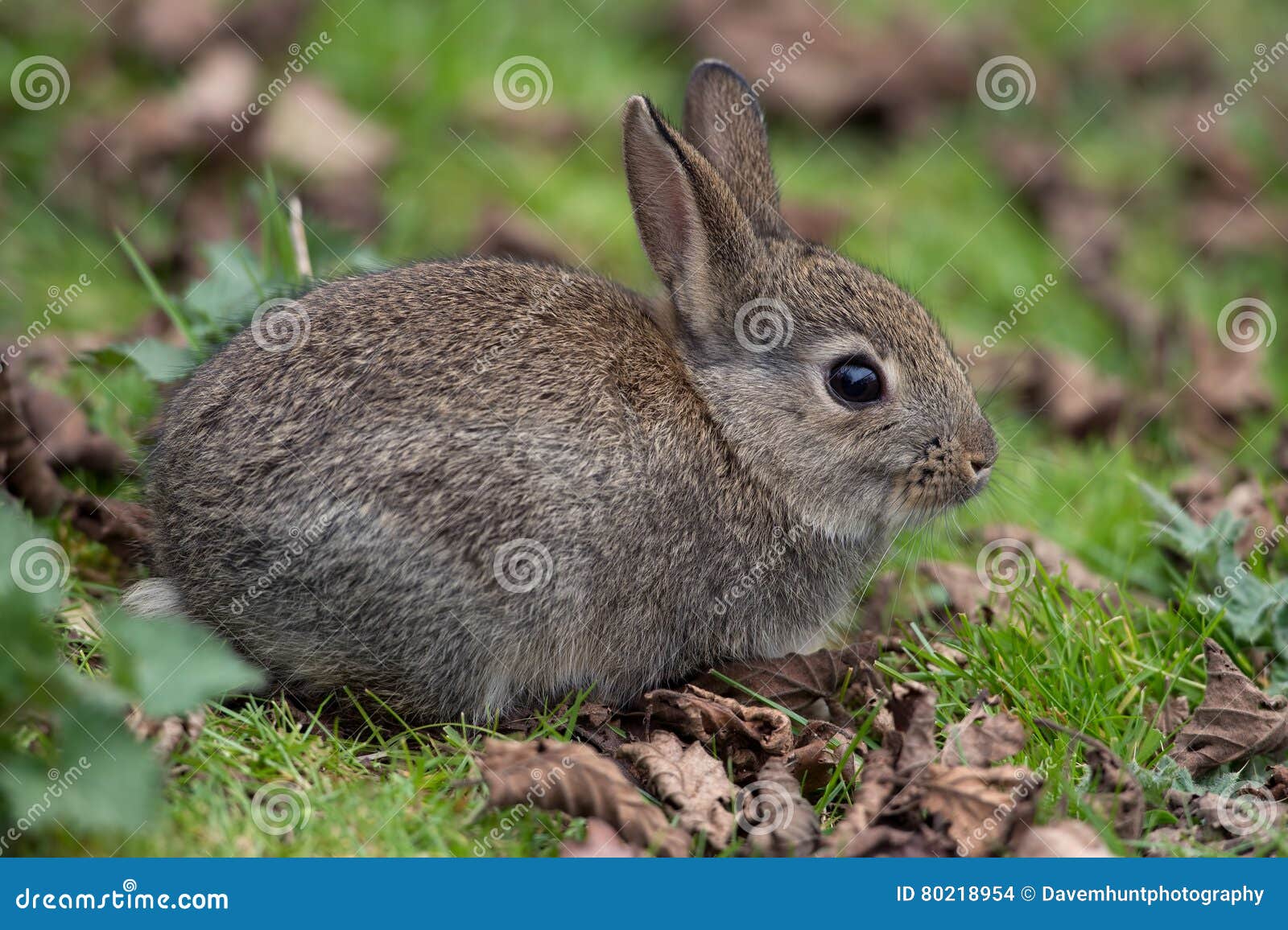 Cuniculus Comune Selvatico Di Oryctolagus Del Coniglio Fotografia Stock ...