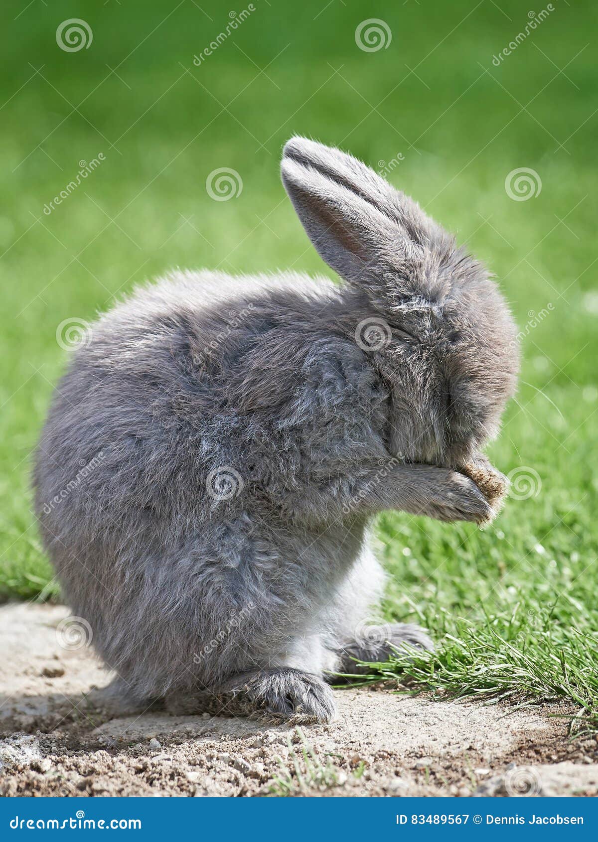 Cuniculus Di Oryctolagus Del Coniglio Domestico Immagine Stock ...