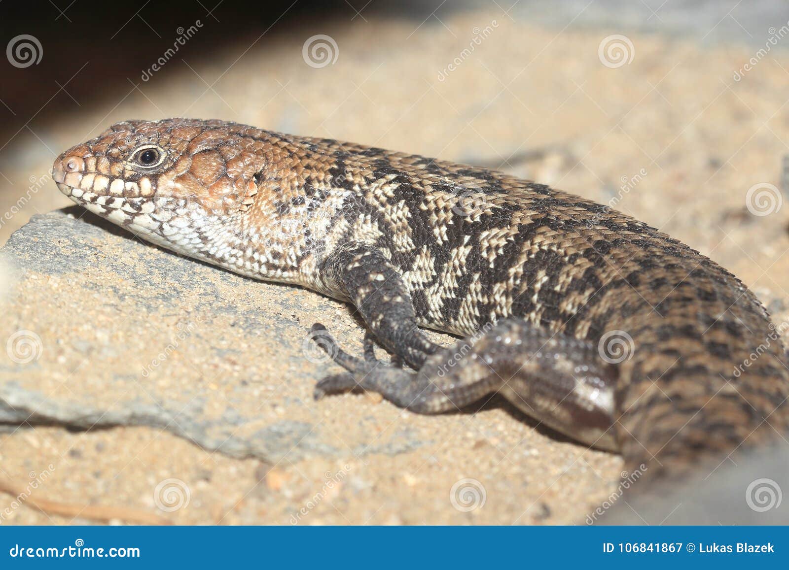 Cunningham`s Skink Egernia Cunninghami Basking In The Sun Royalty-Free ...