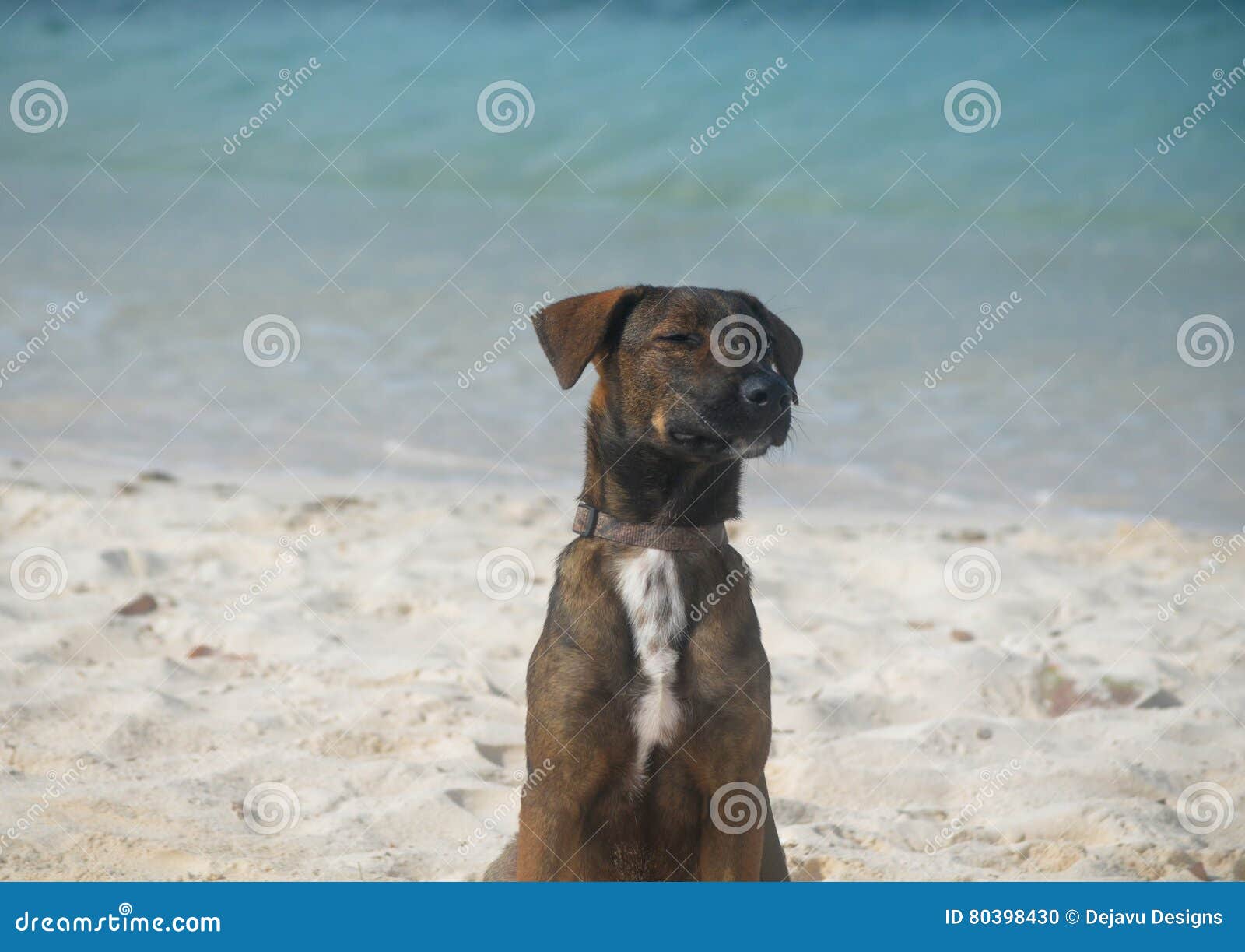 Cunucu Dog Making a Face stock photo. Image of aruba - 80398430