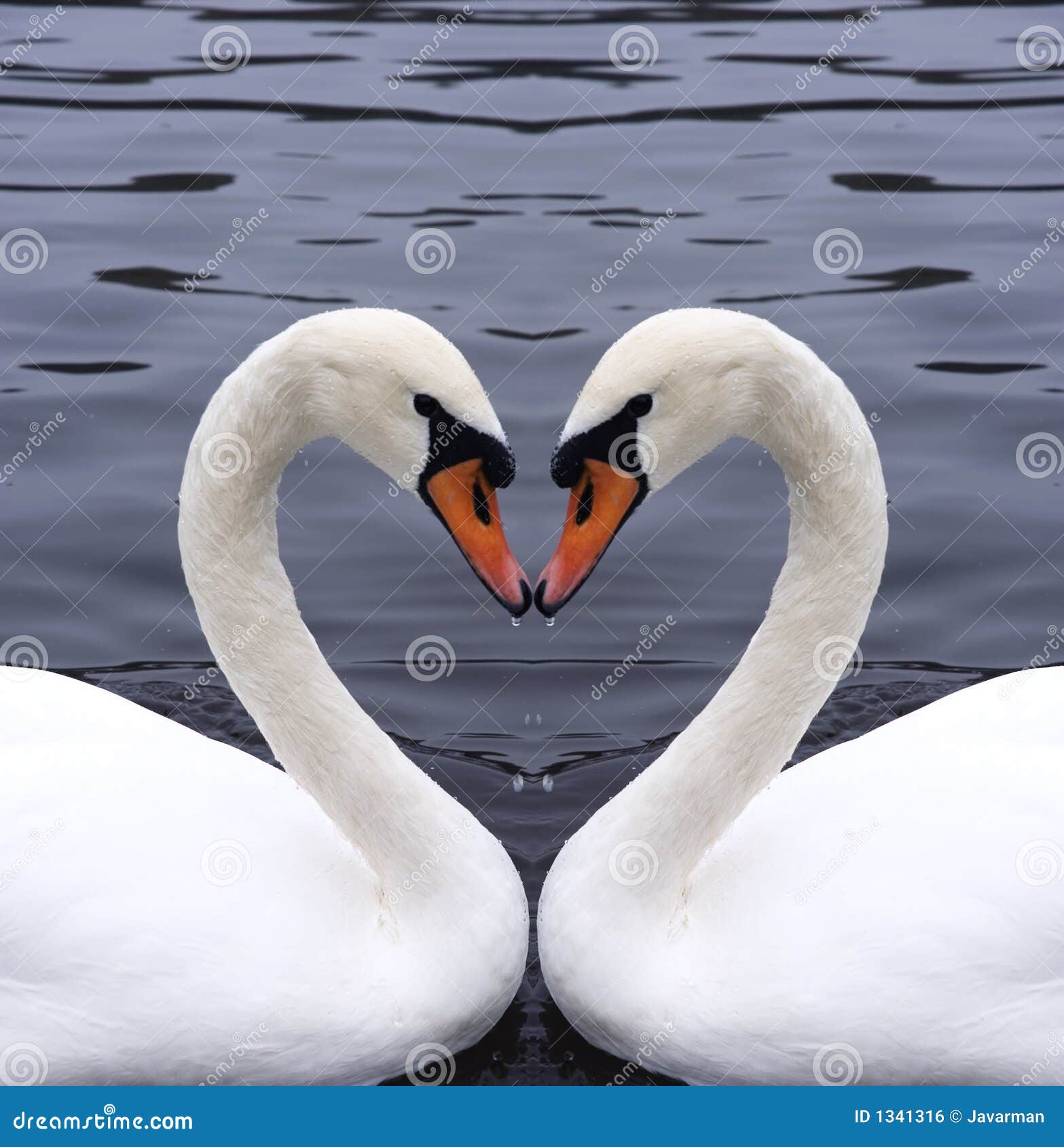 Cuore dei cigni fotografia stock. Immagine di uccelli - 1341316