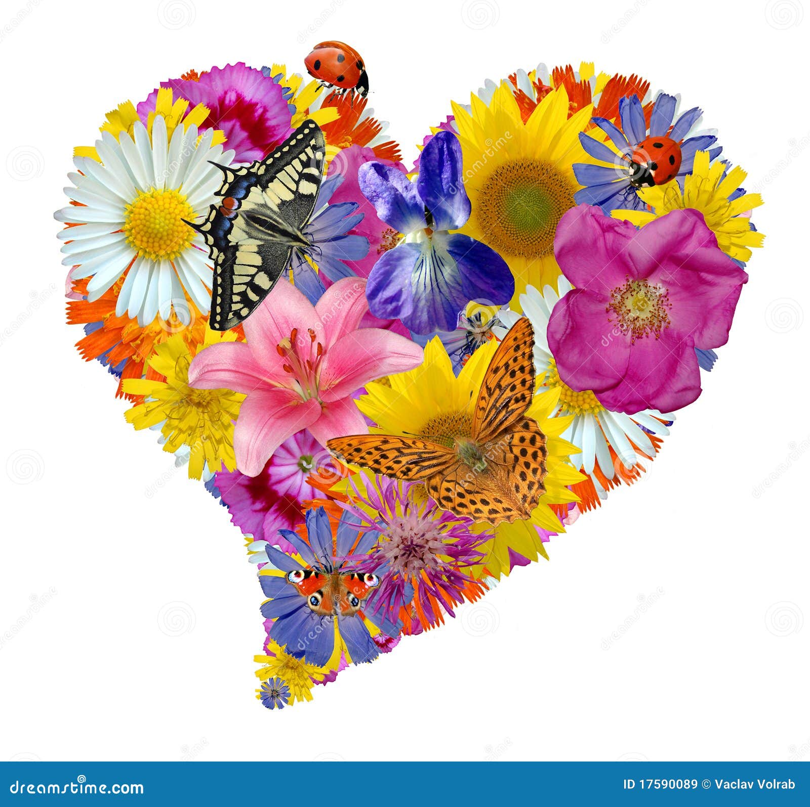 Cuore del fiore immagine stock. Immagine di fioritura - 17590089