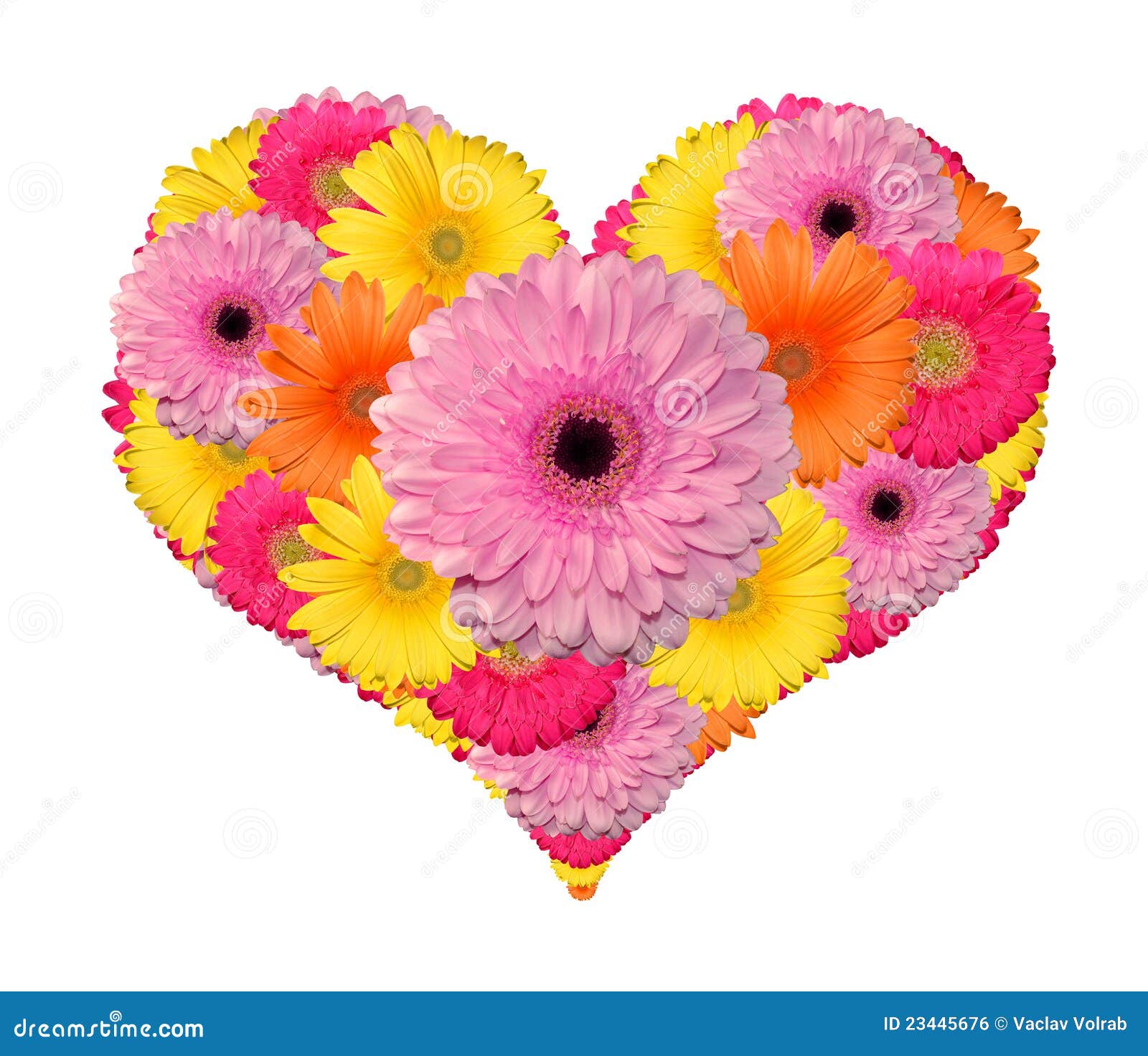 Cuore del fiore fotografia stock. Immagine di grazioso - 23445676