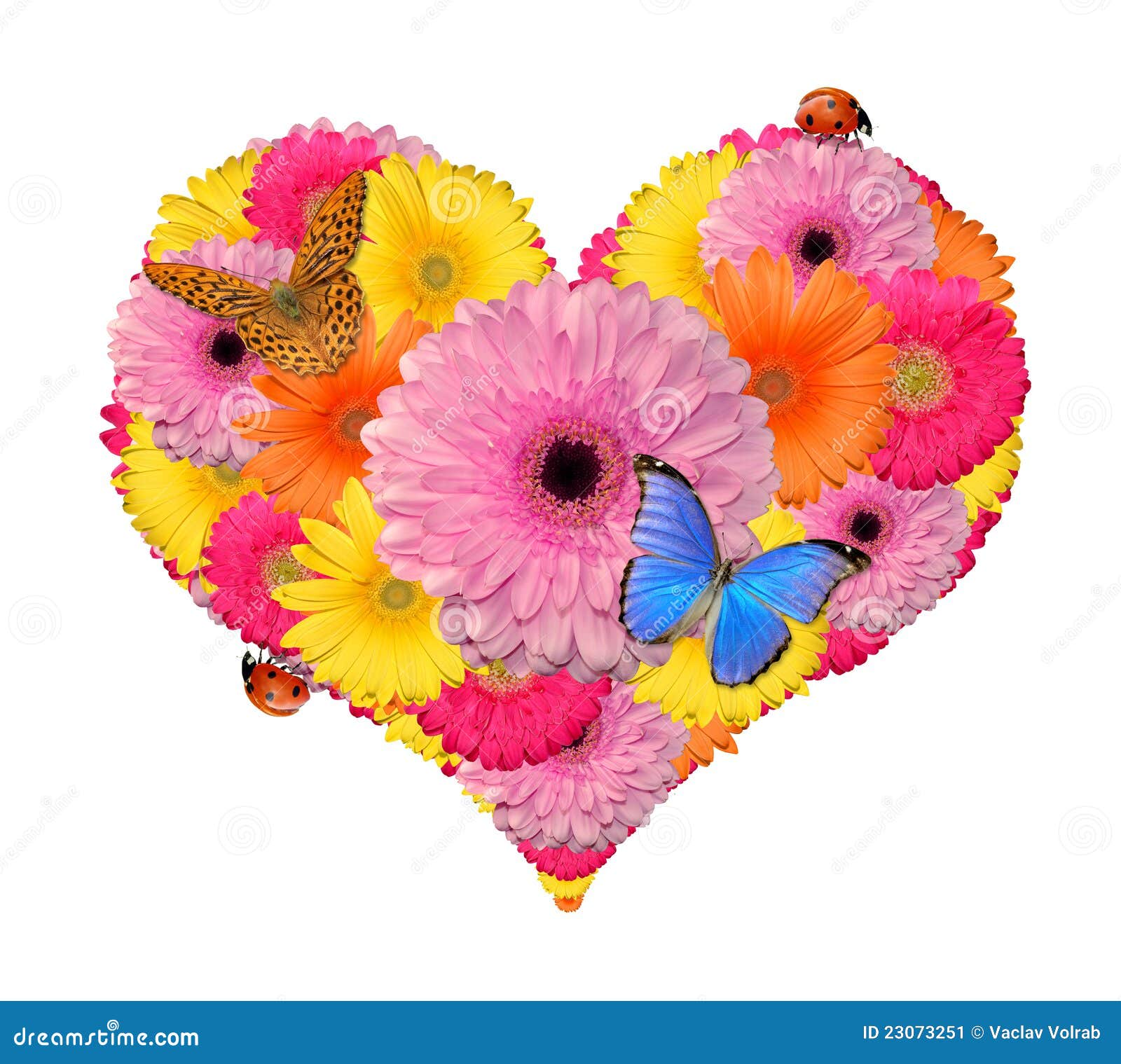 Cuore Del Fiore Con La Farfalla Immagine Stock - Immagine di corsetto ...