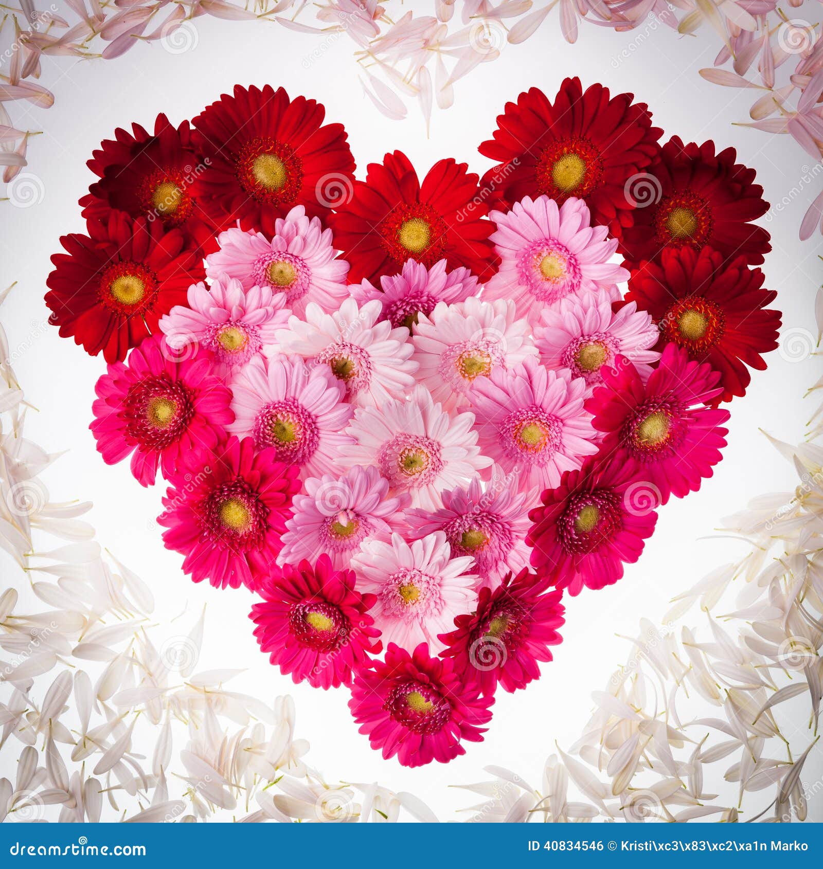 Cuore Del Fiore Della Gerbera Con I Petali Fotografia Stock - Immagine ...