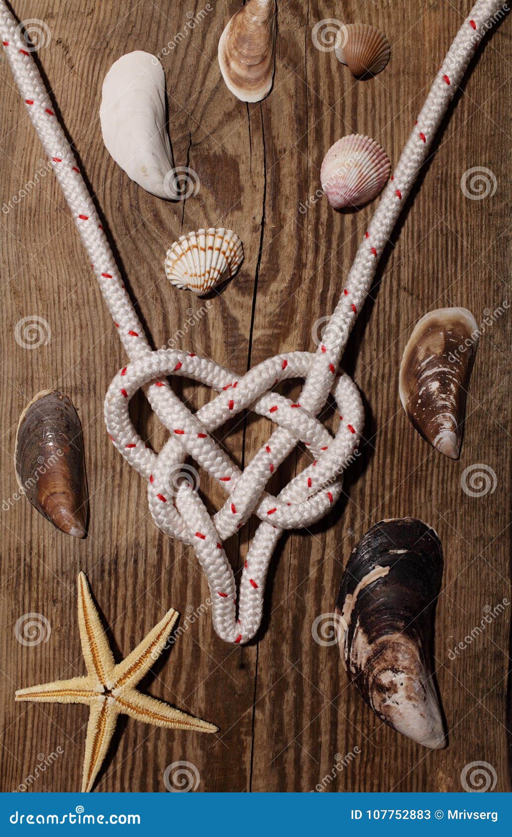 Cuore Del Nodo Del Mare, Stella Marina Della Conchiglia Immagine Stock ...