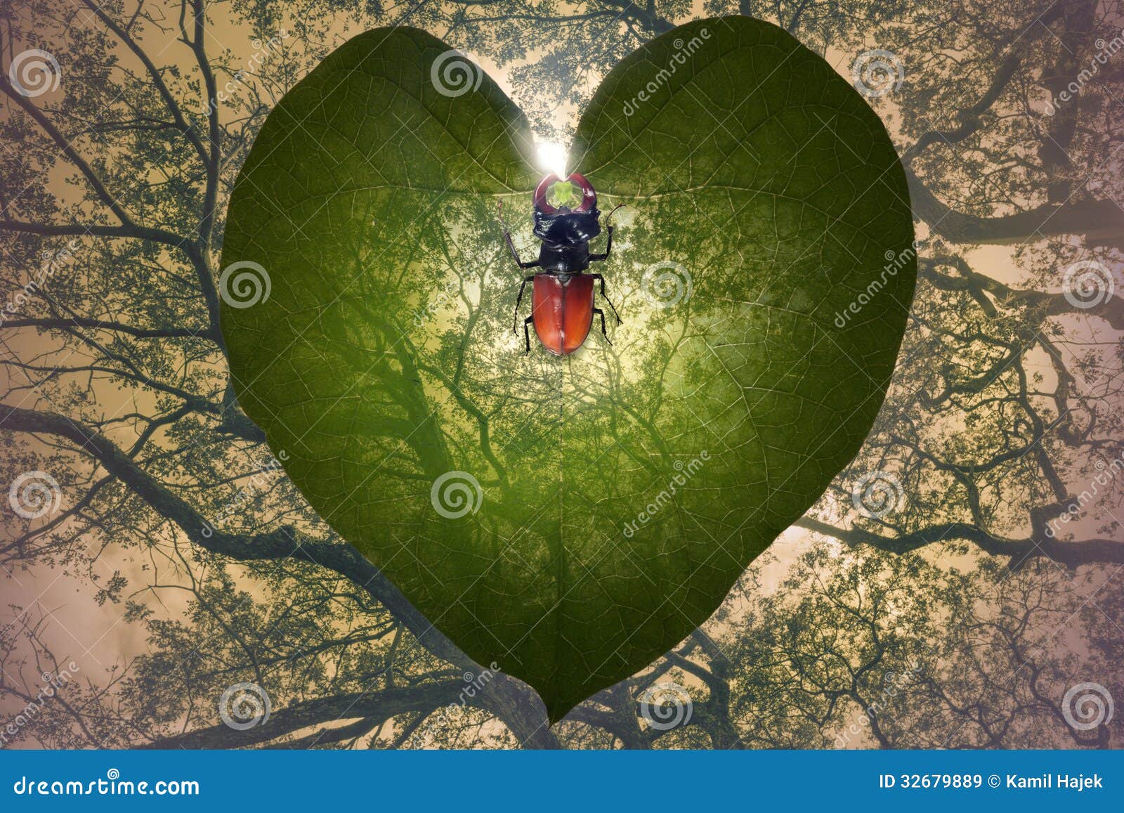 Cuore Della Giungla Con L'insetto Cornuto Immagine Stock - Immagine di ...