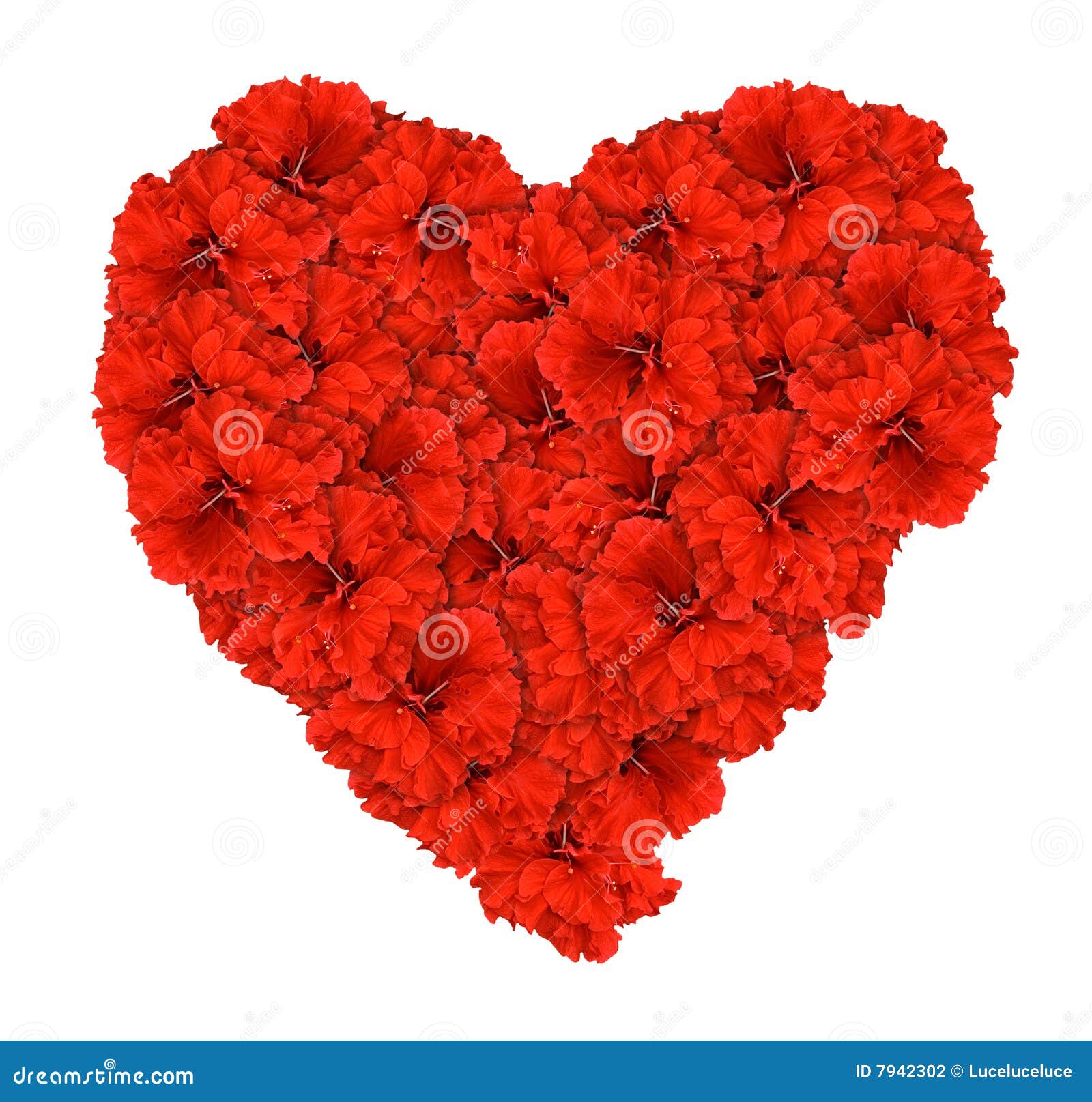 Cuore Rosso Di Amore Del Fiore Di Hibsicus Isolato Fotografia Stock ...