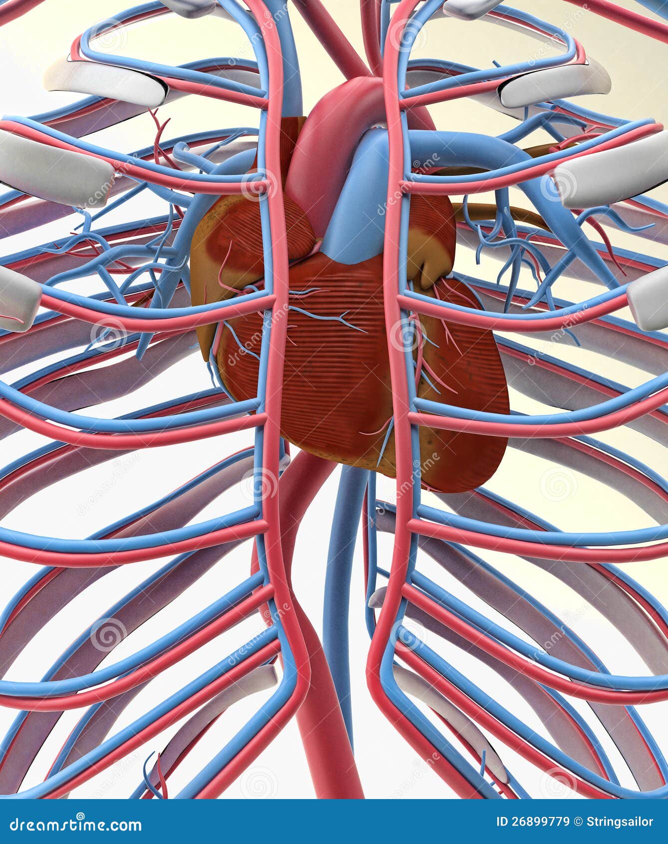 Cuore, Sistema Circolatorio E Nervature Illustrazione di Stock ...
