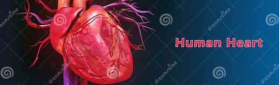 Cuore umano illustrazione di stock. Illustrazione di setto - 82869424