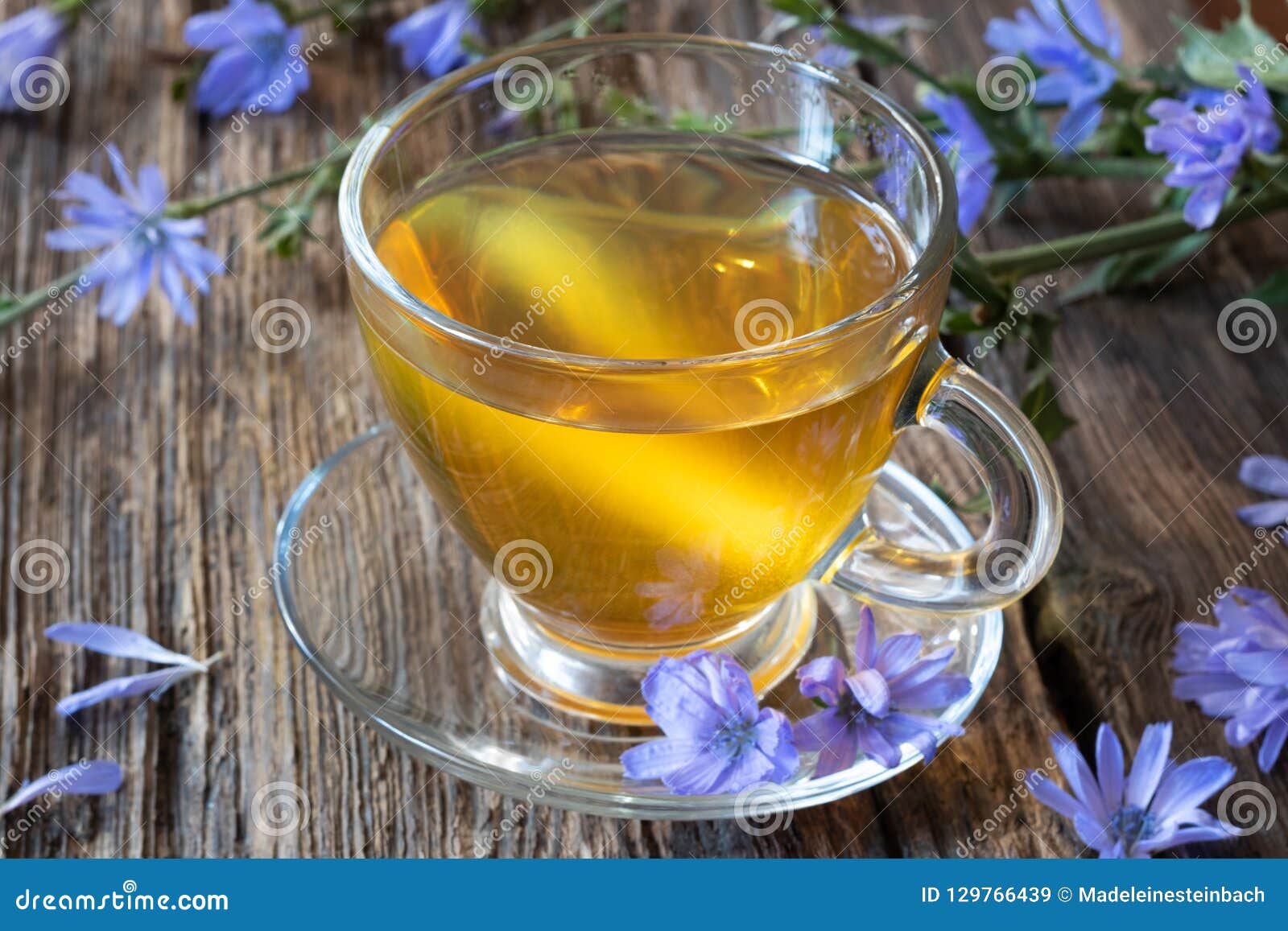 A Cup of Chicory Tea with Fresh Chicory Flowers Stock Image - Image of ...
