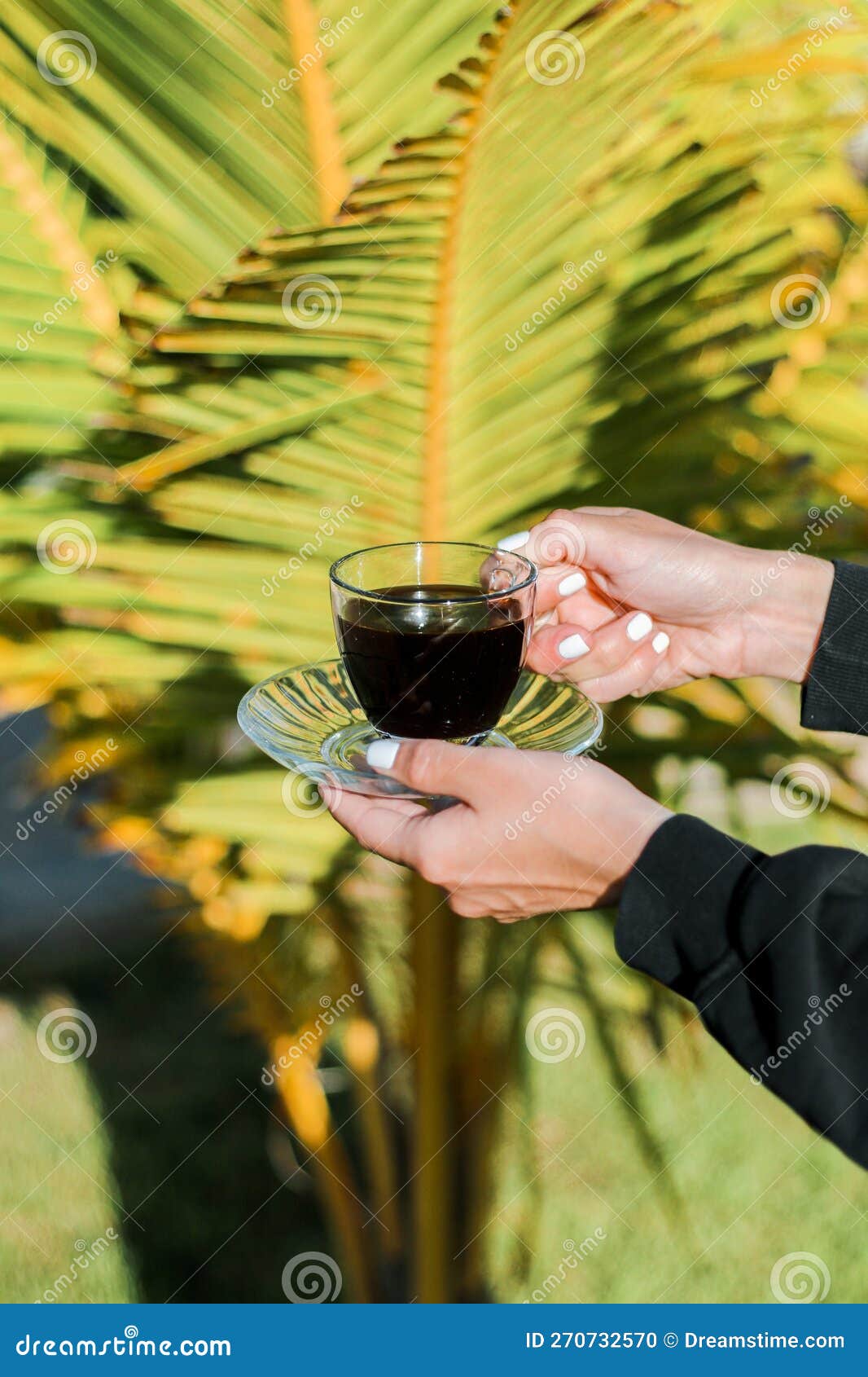 A Cup of Coffee with a Palm Tree Background Stock Photo - Image of tree ...