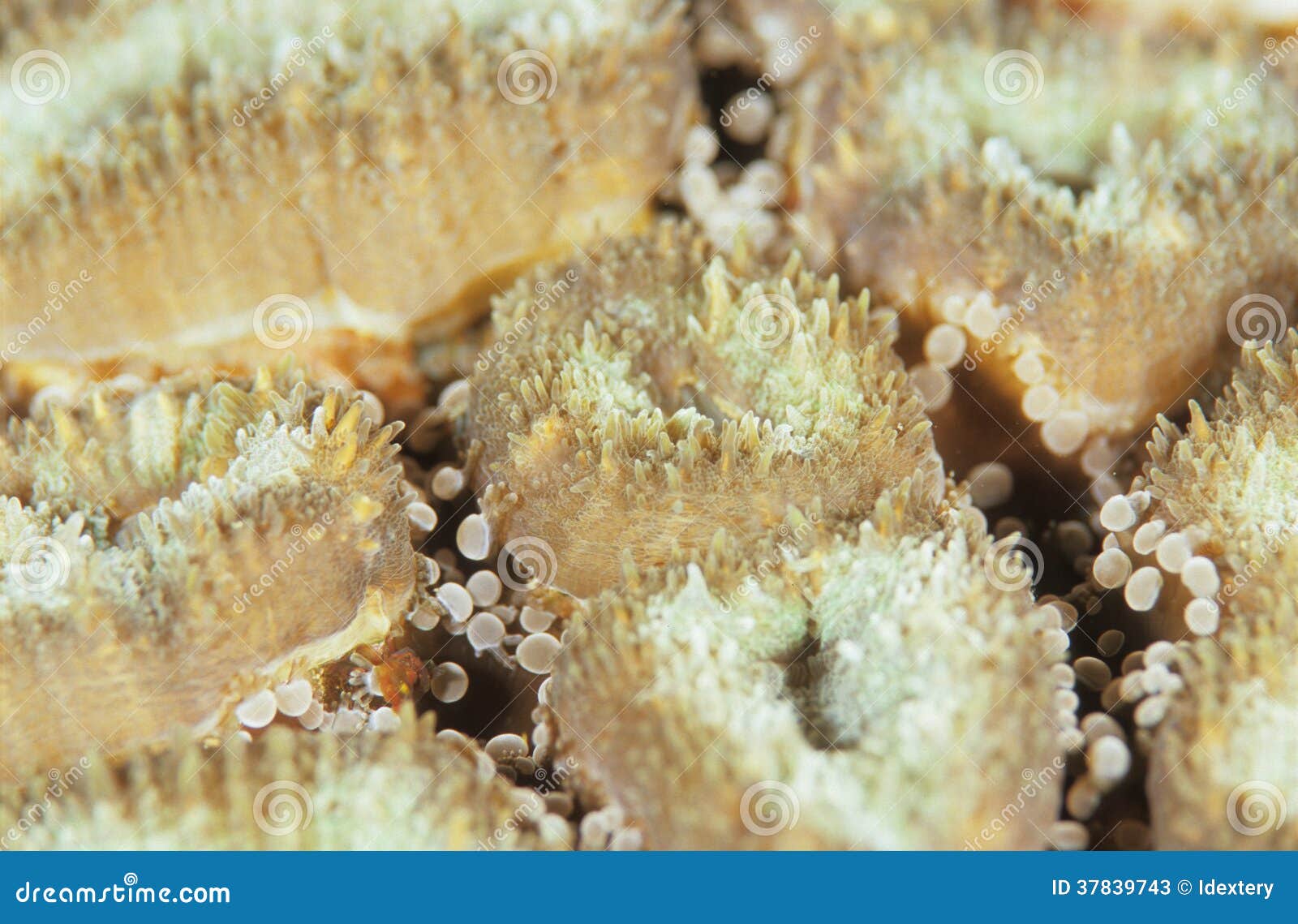 Cup coral stock image. Image of golden, tranquility, purity - 37839743