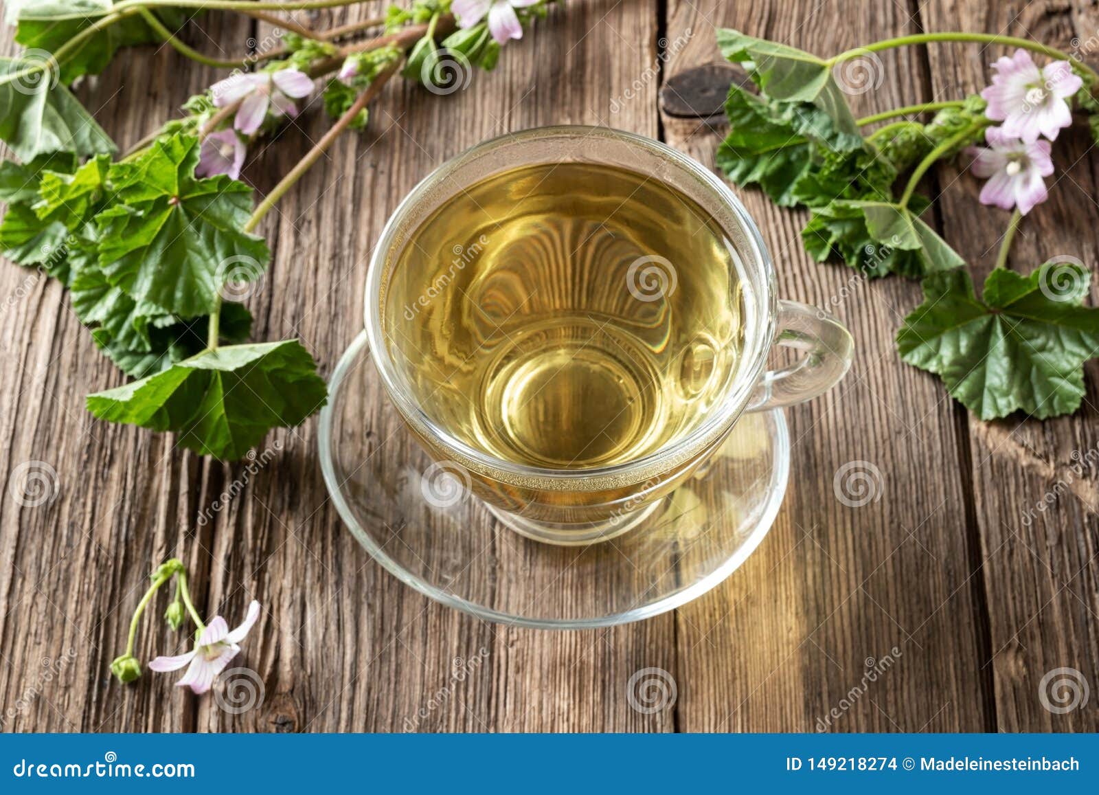 A Cup of Dwarf Mallow Tea with Fresh Blooming Dwarf Mallow Plant Stock ...