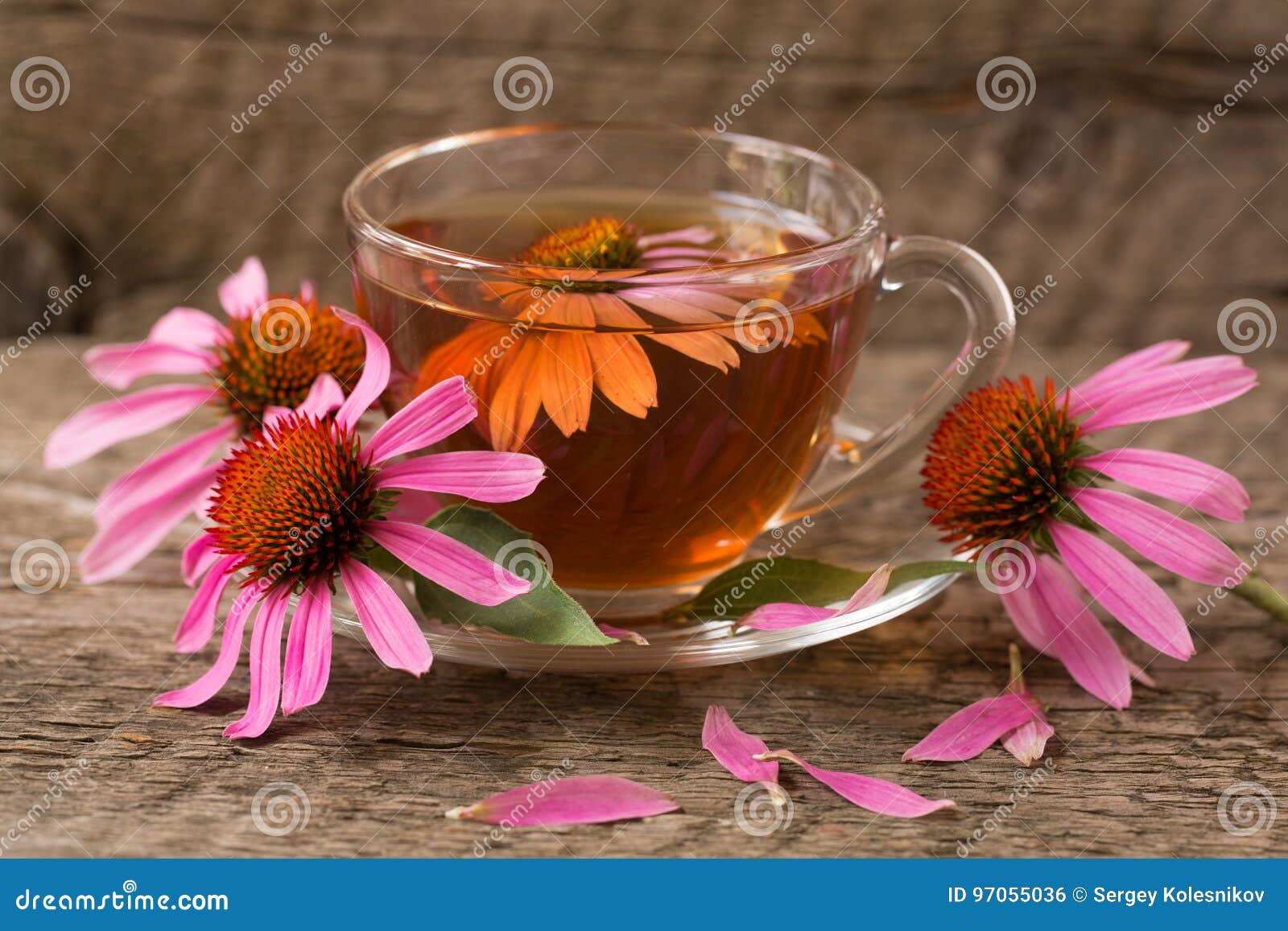 Cup of Echinacea Tea on Old Wooden Table Stock Photo - Image of fresh ...