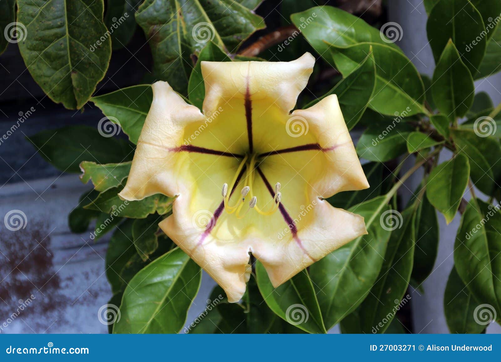 Cup of Gold Vine Solandra Maxima Stock Image - Image of pretty, maxima ...
