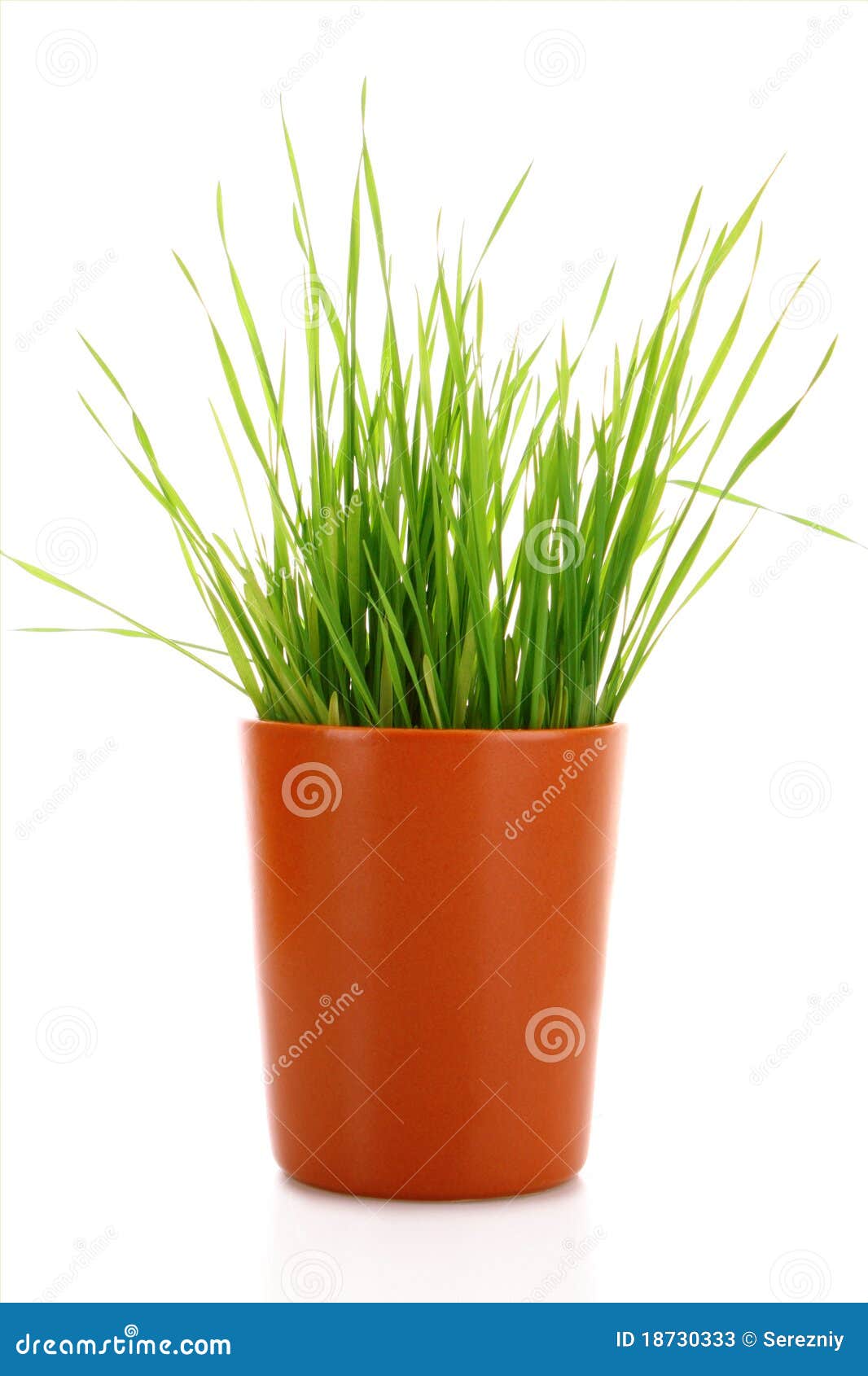 Cup with grass isolated stock image. Image of bright - 18730333