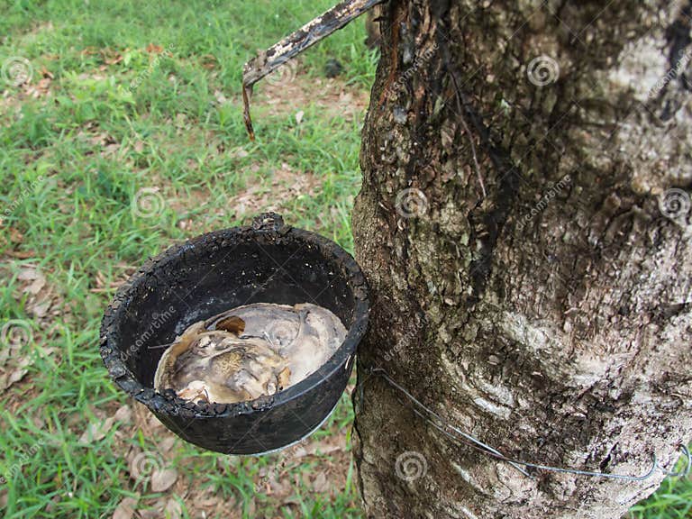 Cup Lump Rubber in Thailand Stock Image - Image of nature, natural ...