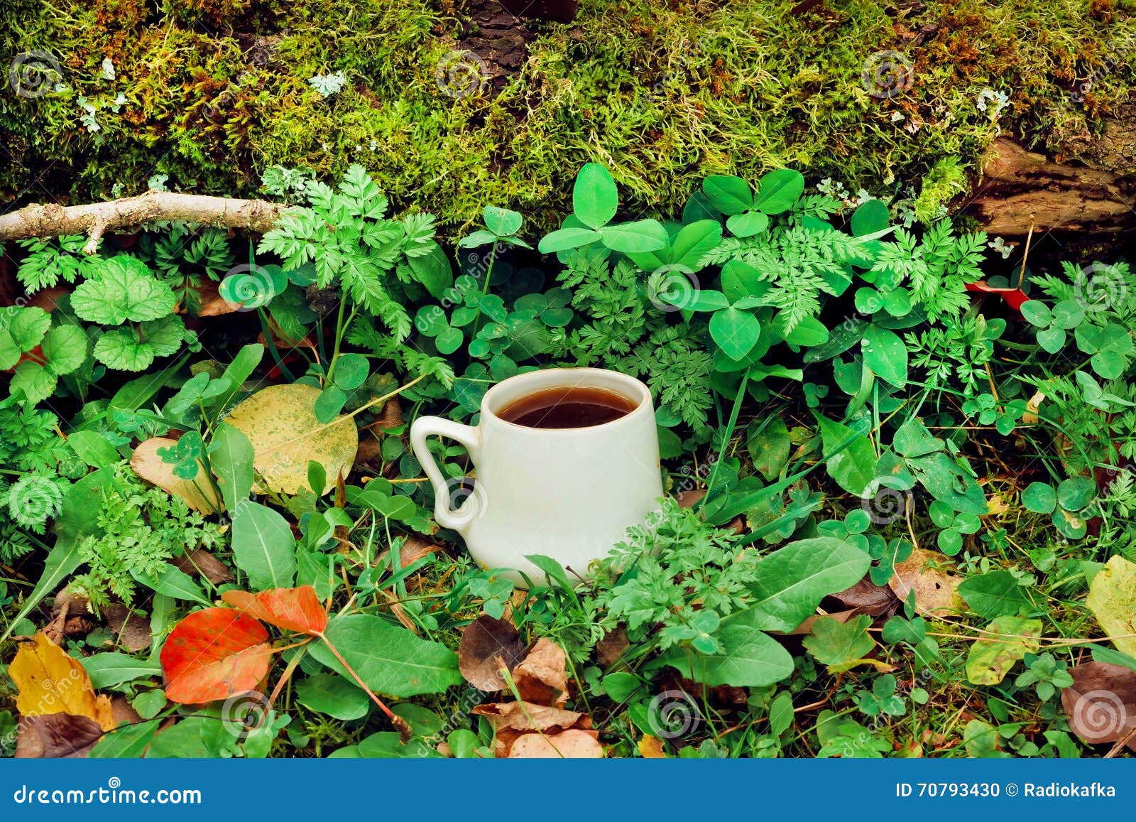 Cup of Morning Coffee in Green Forest with Moss on the Ground and ...