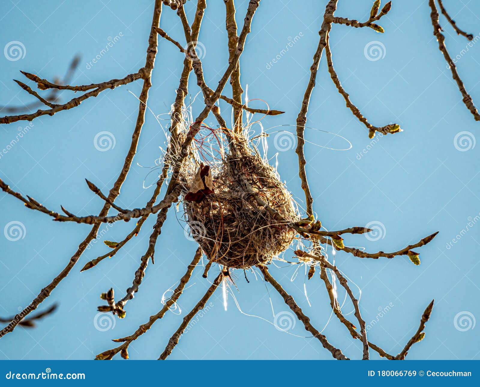 Cup Nest in Bare Tree Branches Stock Image - Image of angle, twigs ...