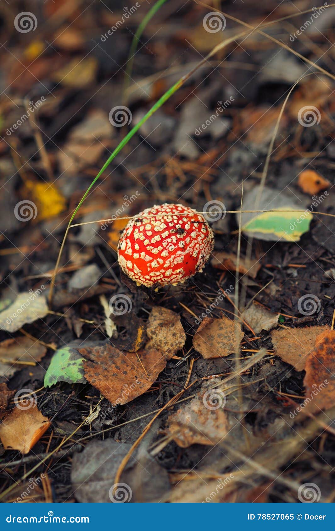 Cup of red toadstool stock image. Image of agaric, wild - 78527065