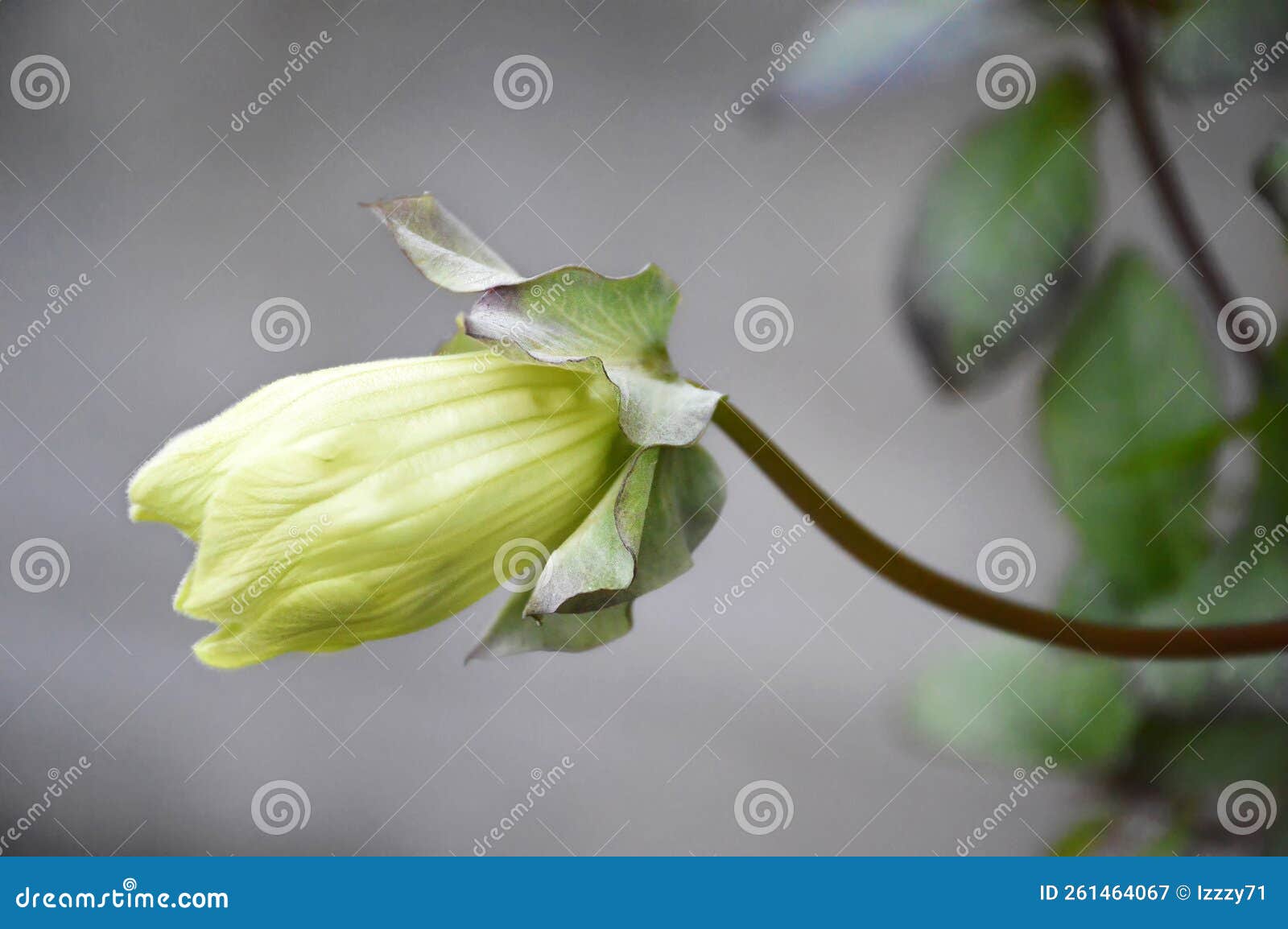 Cup-and-Saucer Vine Cobaea Scandensin Garden Stock Image - Image of ...