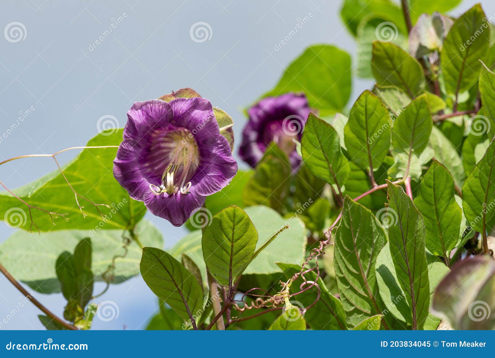 Cup and Saucer Vine Cobaea Scandens Stock Image - Image of ...