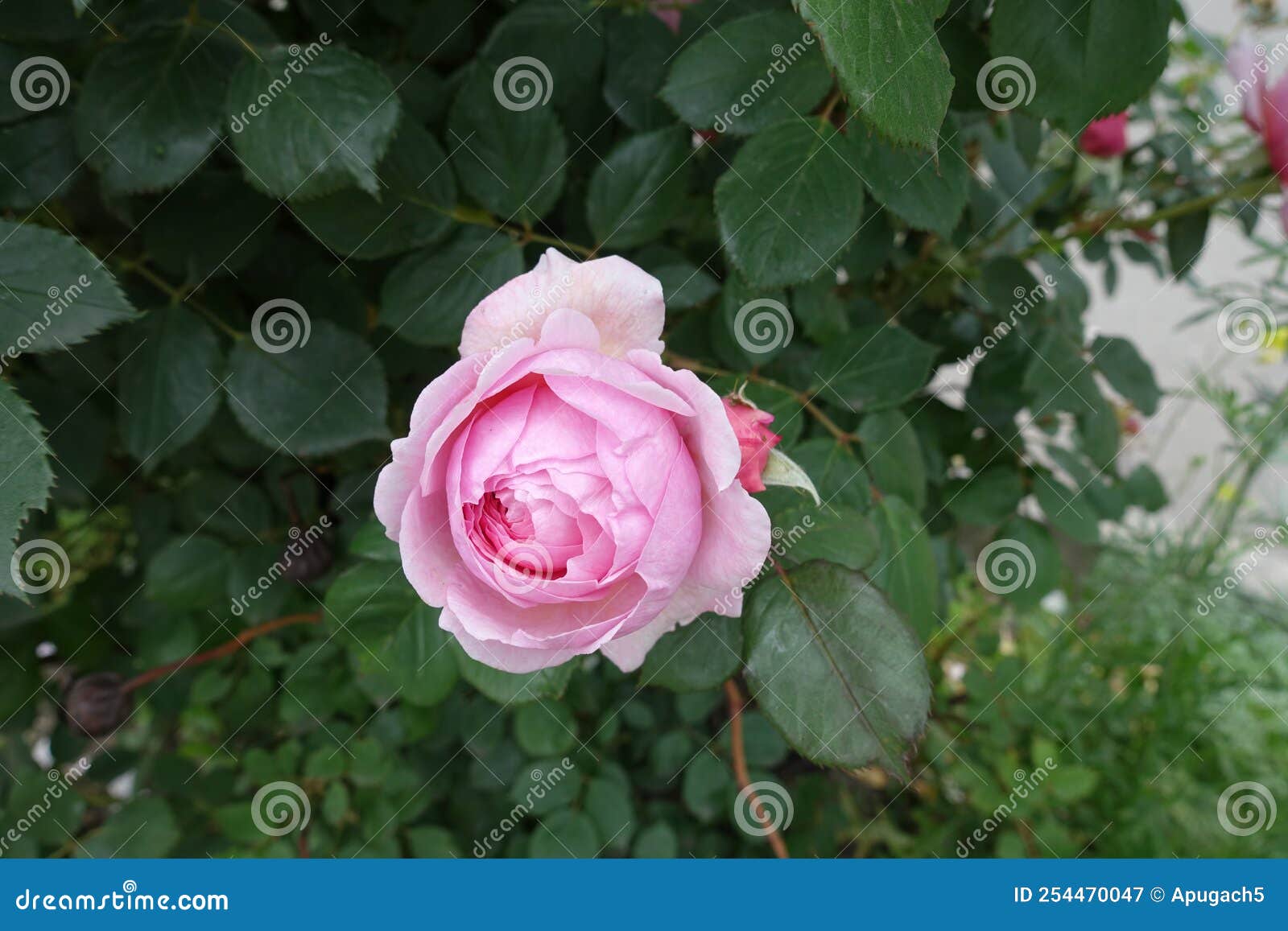 Cup Shaped Flower of Pink Rose in June Stock Image - Image of sepals ...