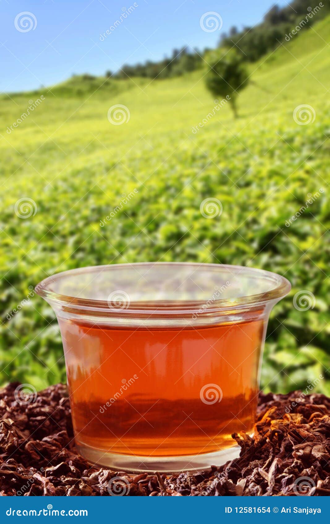 A cup of tea stock photo. Image of liquid, smell, green - 12581654