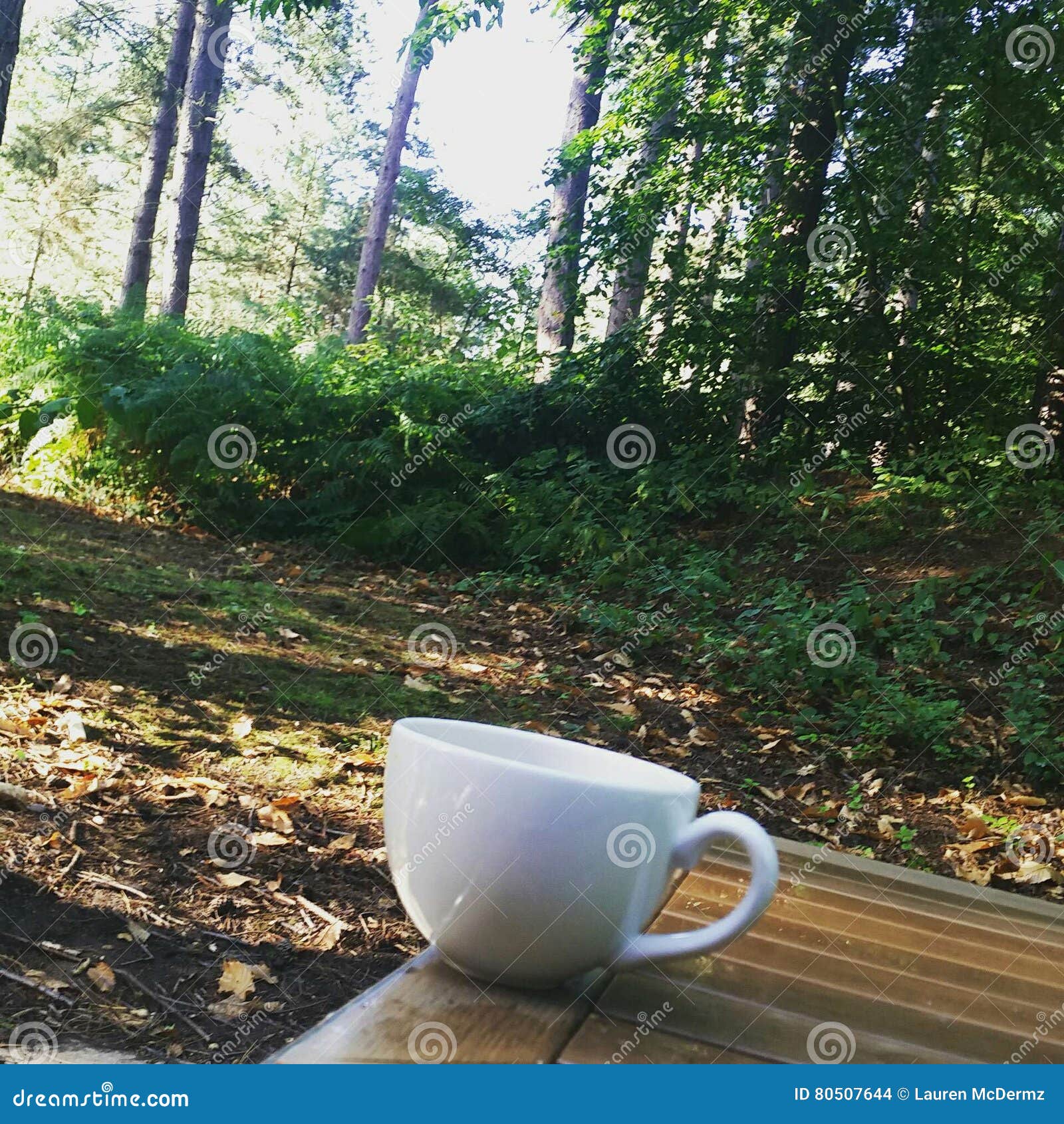 Cup of Tea Whilst in the Forest Stock Photo - Image of morning ...