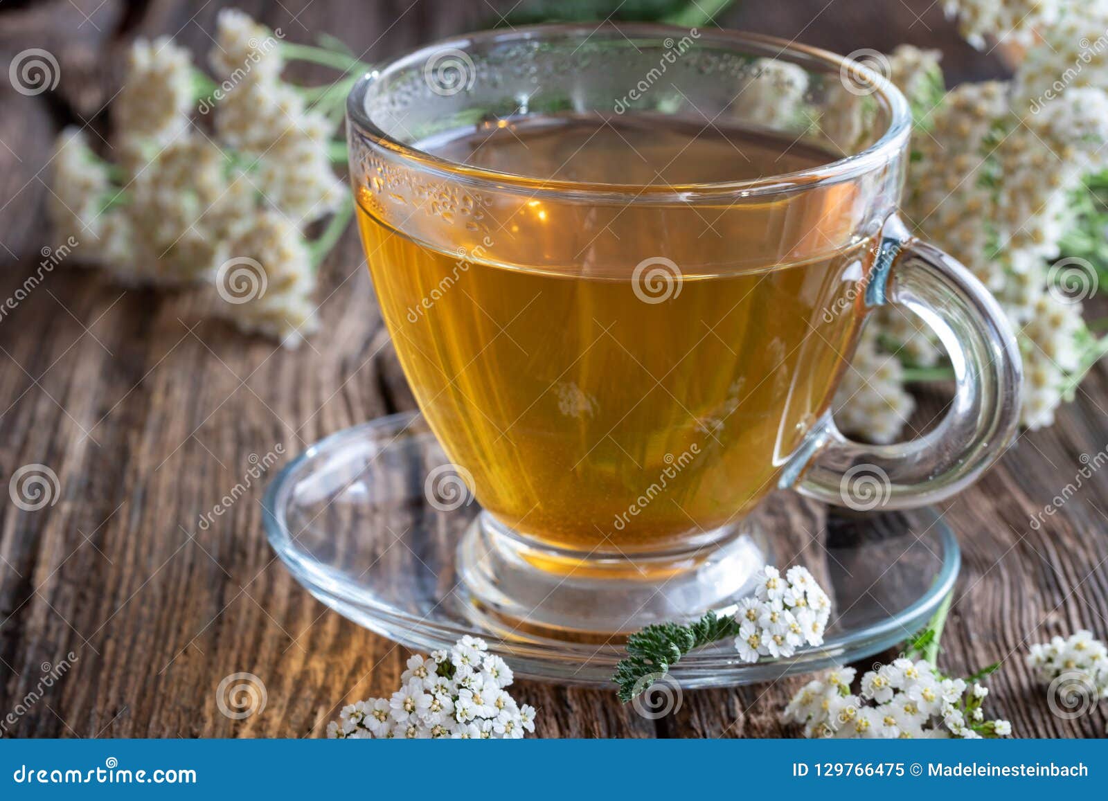 A Cup of Yarrow Tea with Fresh Yarrow Flowers Stock Image - Image of ...