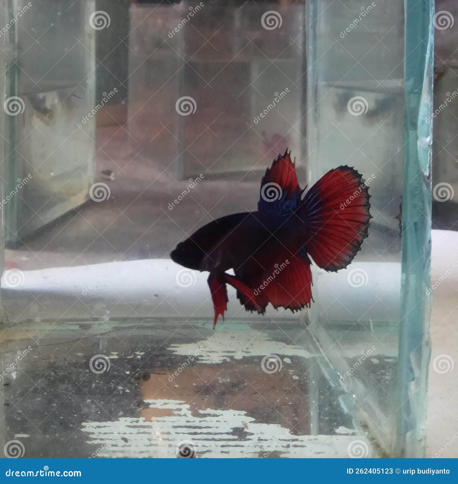 Cupang fish stock image. Image of beauty, aquarium, good - 262405123