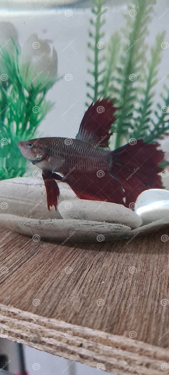 Cupang Fish on Water Tank stock image. Image of leaf - 269569521