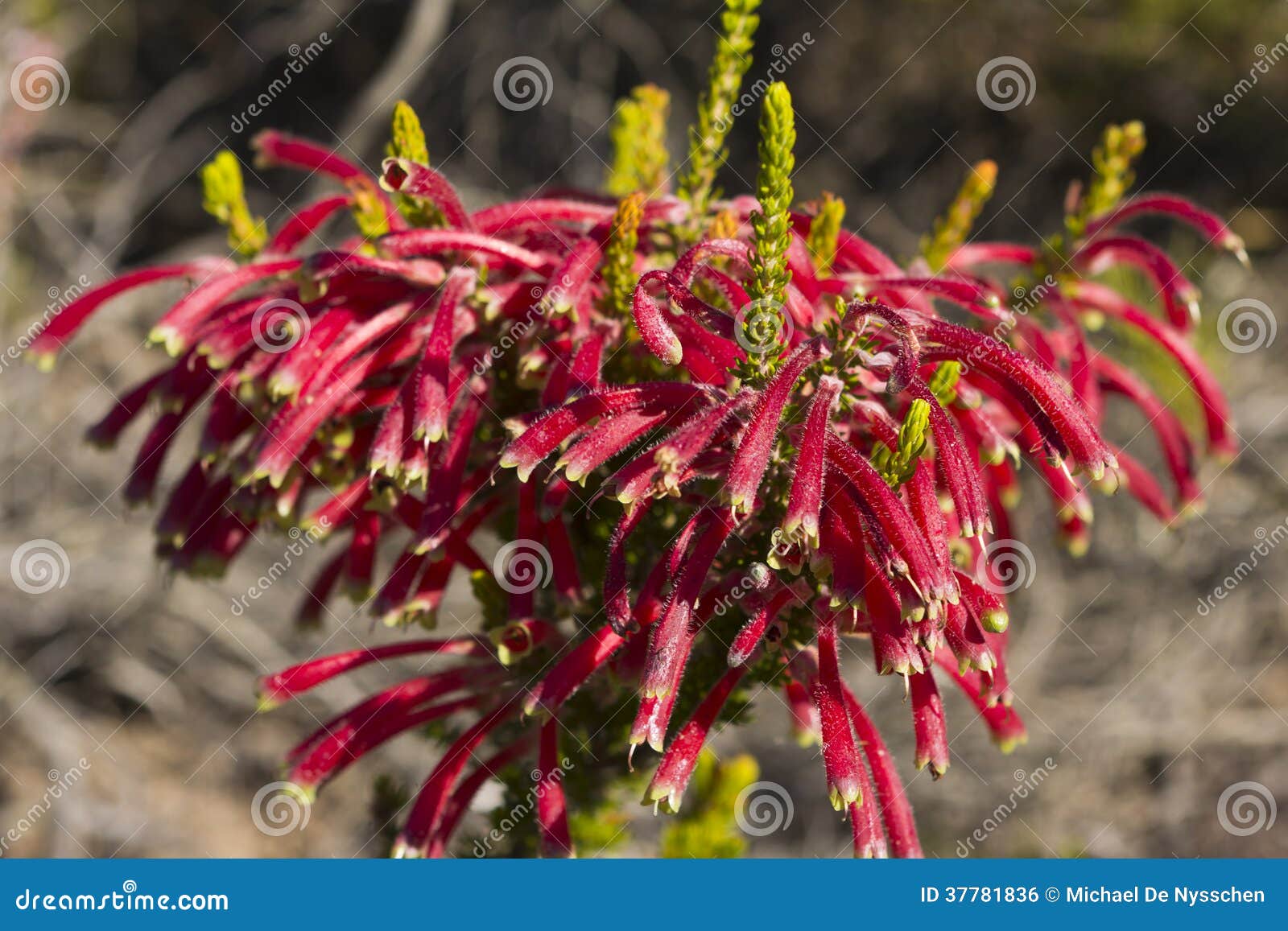 Cuphea Ignea, Cigarette Bush, Firecracker Plant Stock Photo - Image of ...