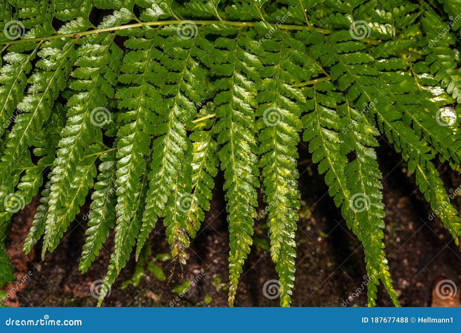 Cuplet Fern stock photo. Image of cuplet, beautiful - 187677488