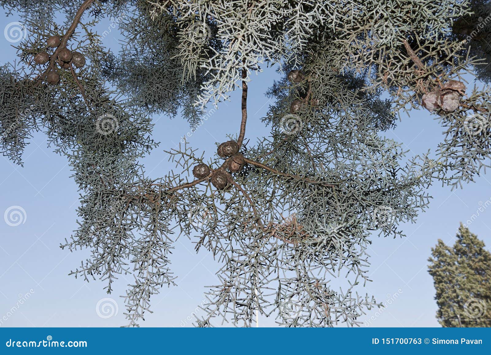 Cupressus arizonica tree stock image. Image of botanic - 151700763