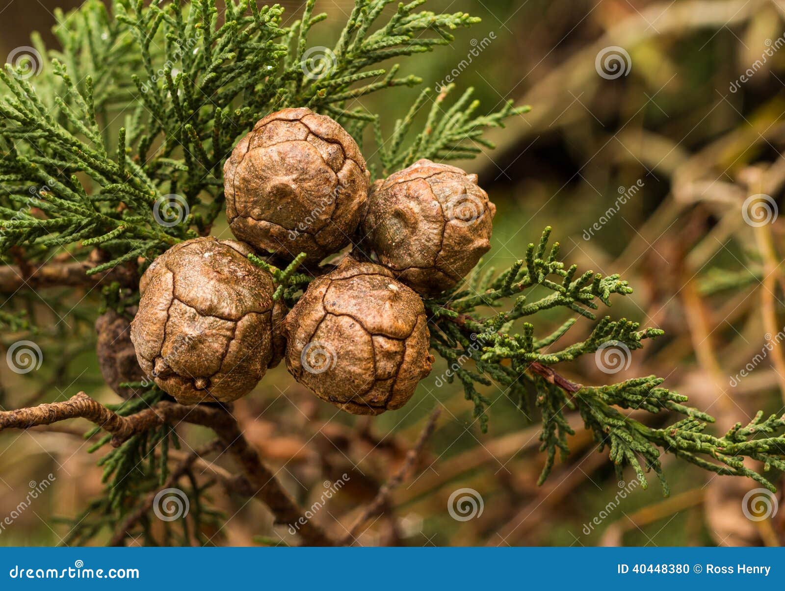 Cupressus Macrocarpa Goldcrest House Conifer Young Plants Growing In ...