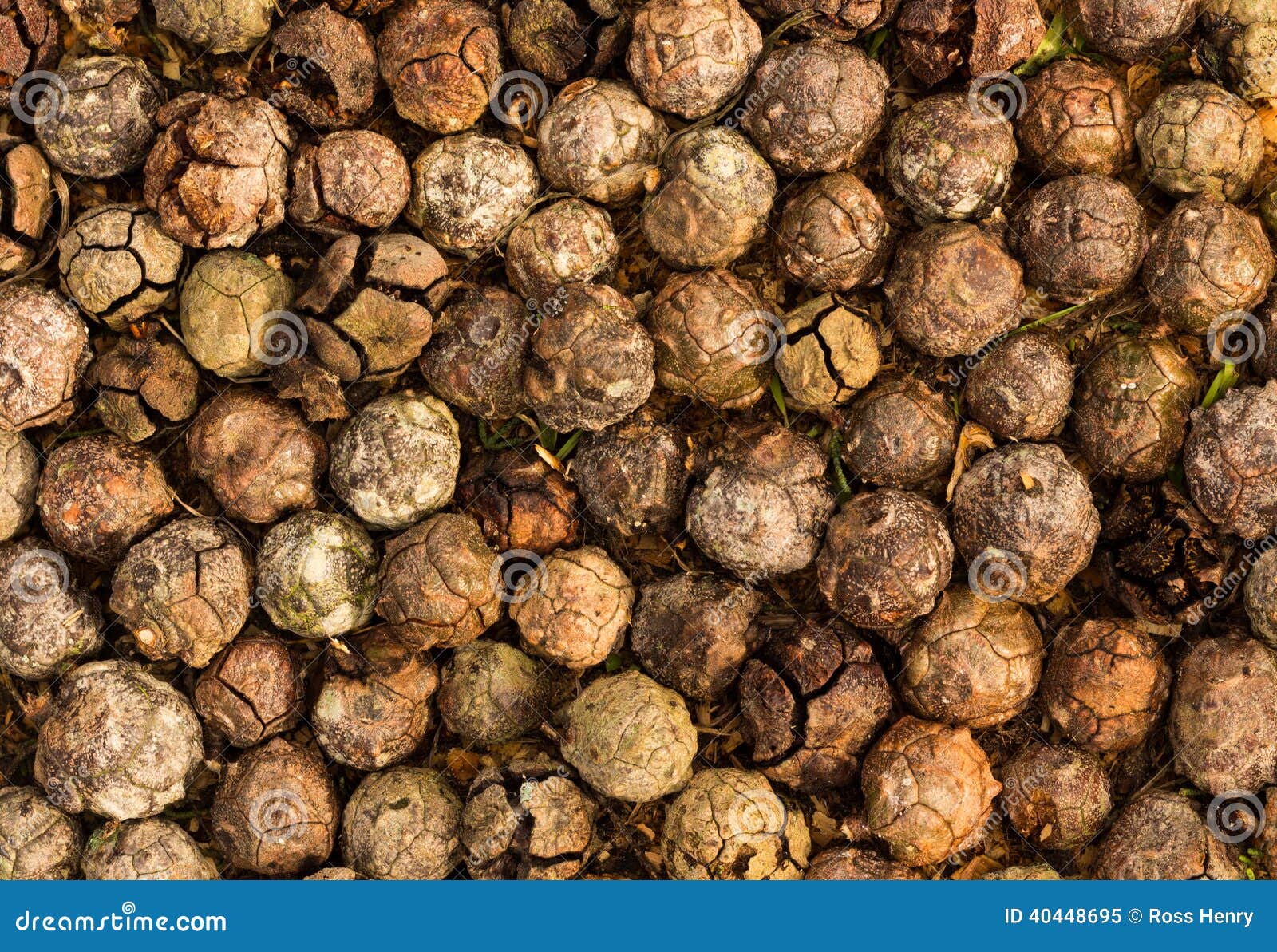 Cupressus Macrocarpa, Commonly Known As Monterey Cypress, Is A Species ...