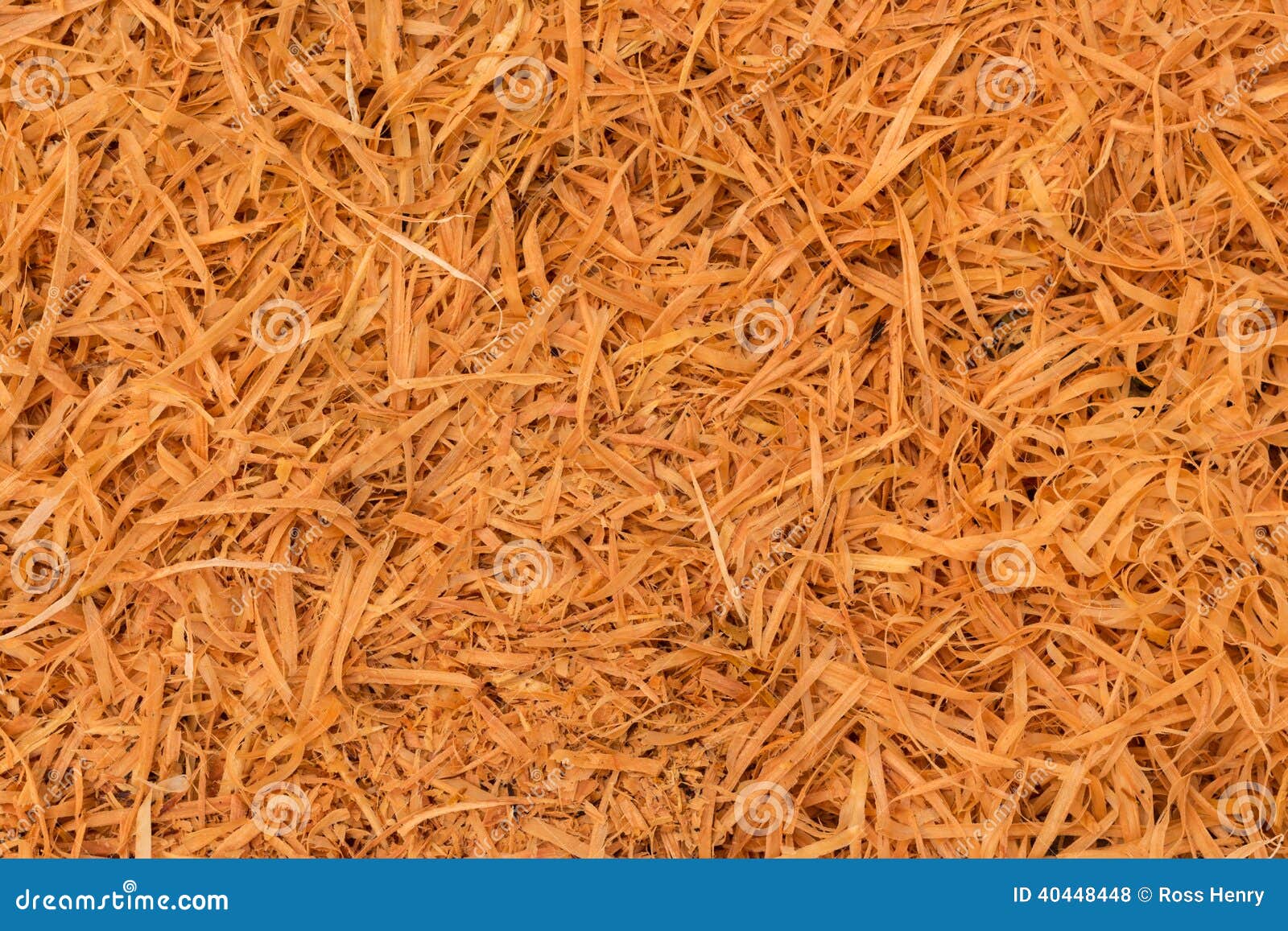 Cupressus Macrocarpa, Commonly Known As Monterey Cypress, Is A Species ...