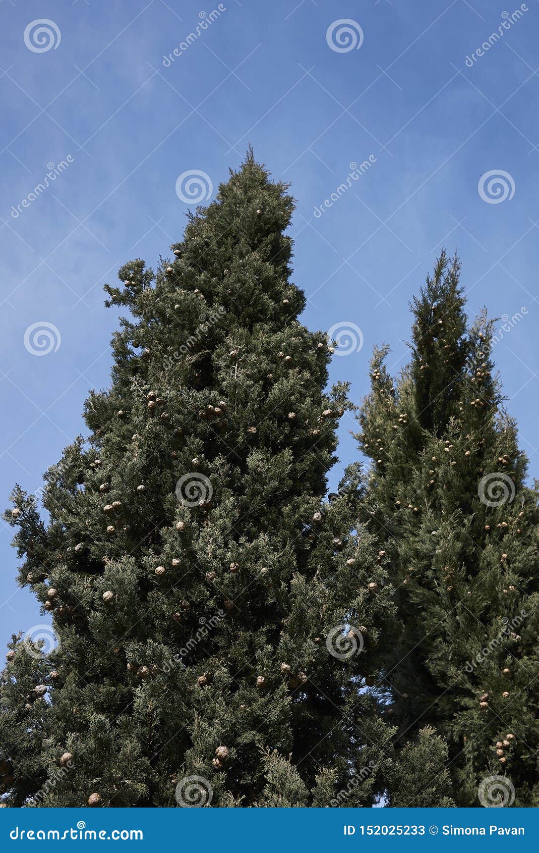 Cupressus Sempervirens Tree Stock Image - Image of brown, botany: 152025233