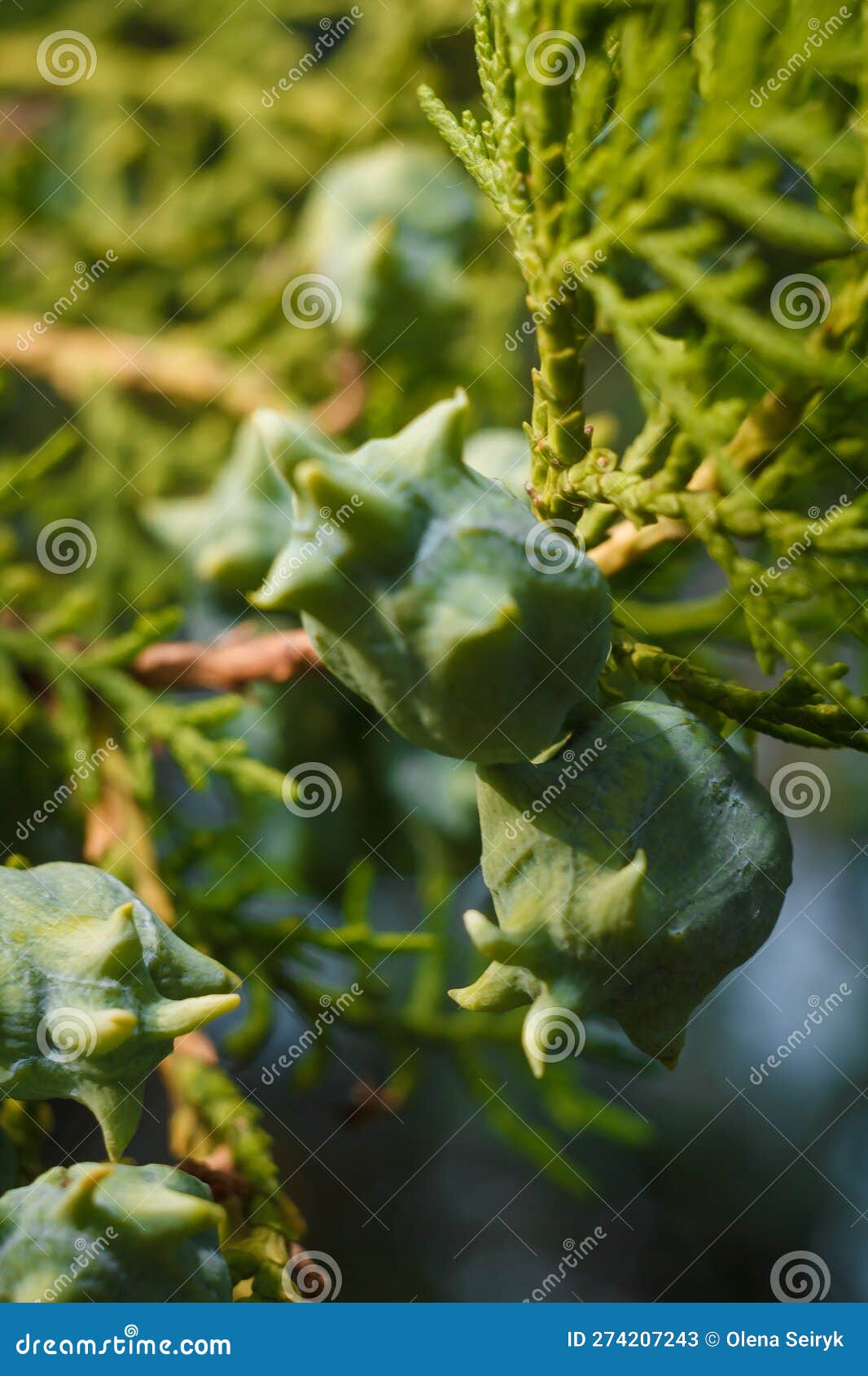 Cupressus Sempervirens Branch Soft Focused Macro Shot with Blue Spiky ...