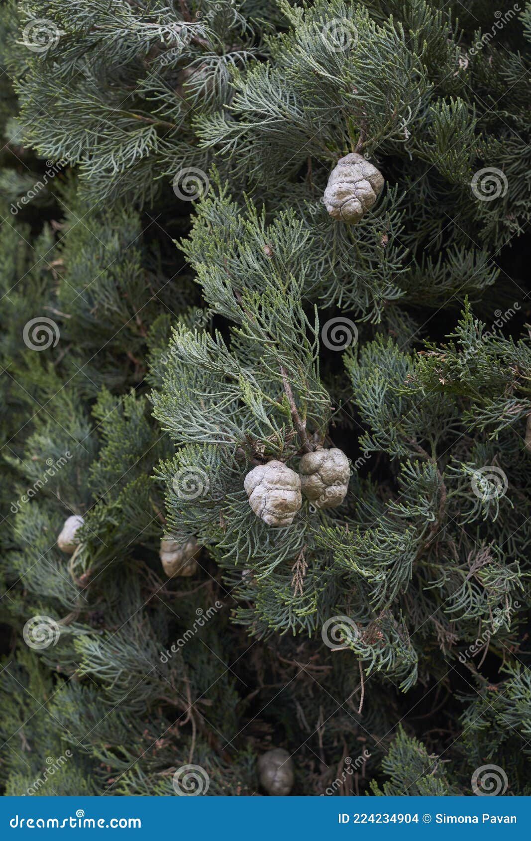 Cupressus Sempervirens With Branches And Very Young Light Green Unusual ...